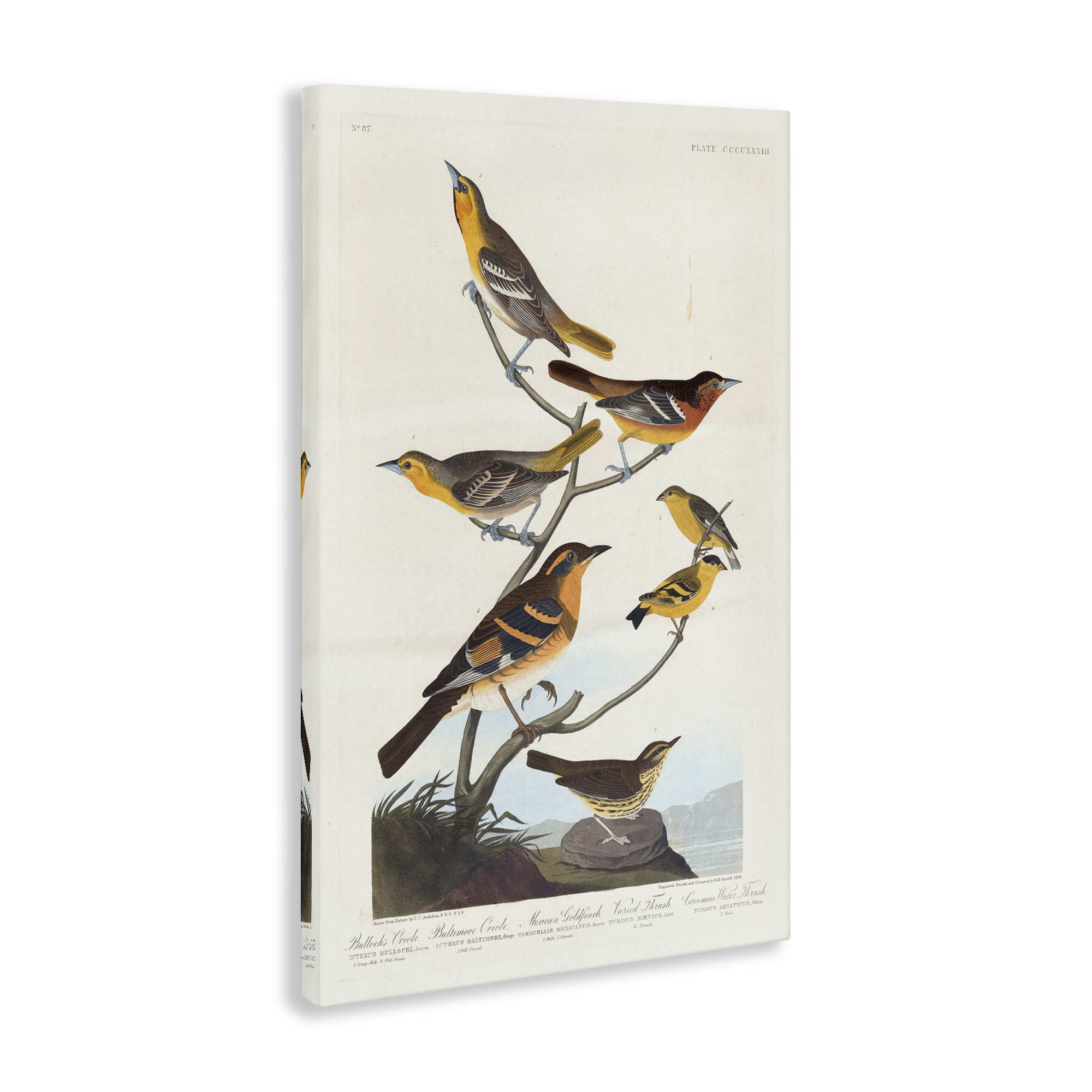 Charlton Home® Classic Bullock's Oriole Study Canvas Wall Art by ...