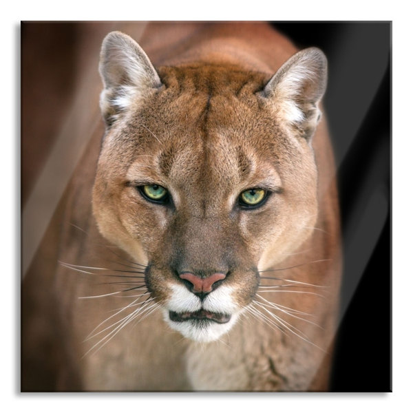 Ebern Designs Menacing Puma Close -up - No Frame Print on Glass ...