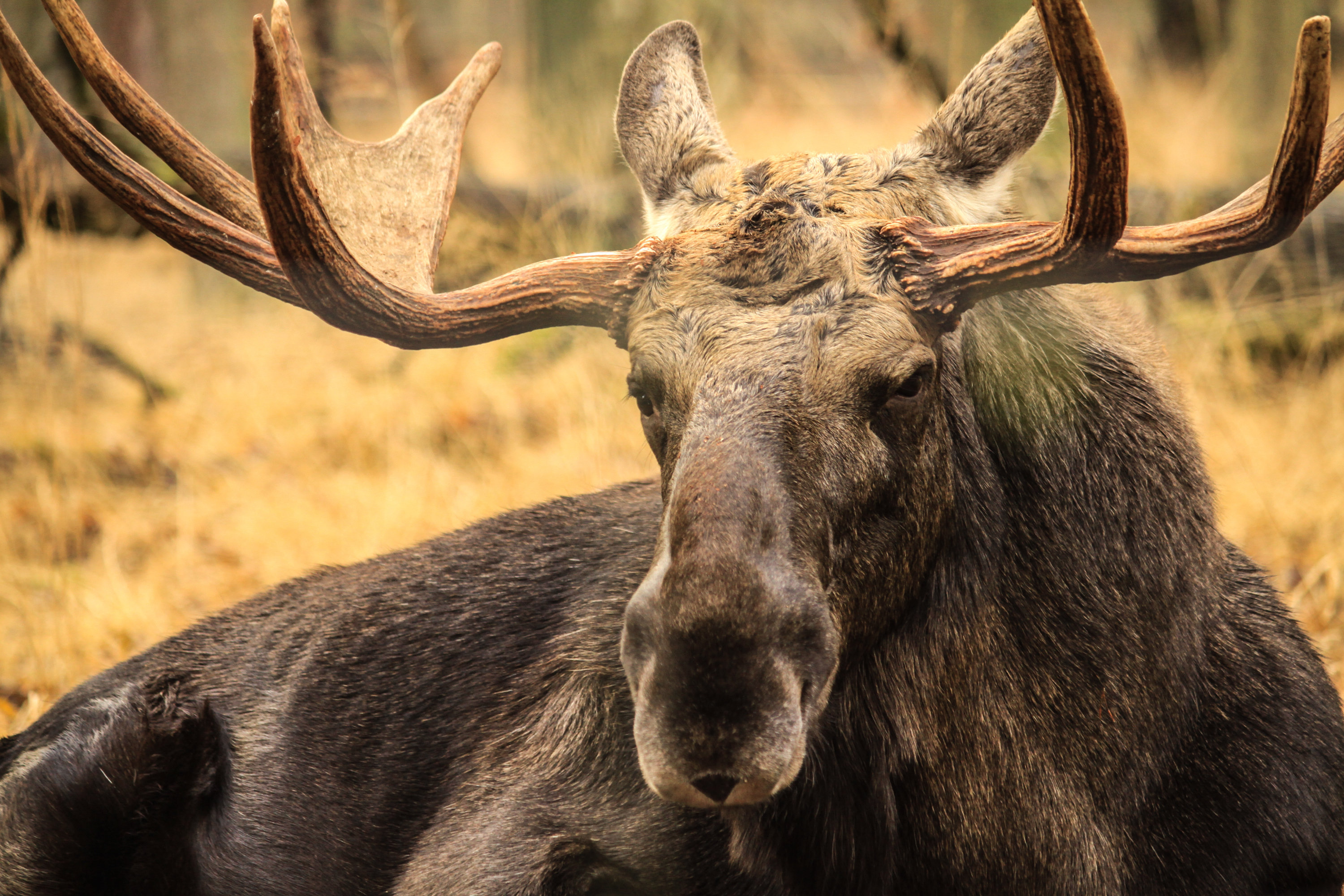 Millwood Pines Moose Portrait II by Ddieschburg - Wrapped Canvas ...