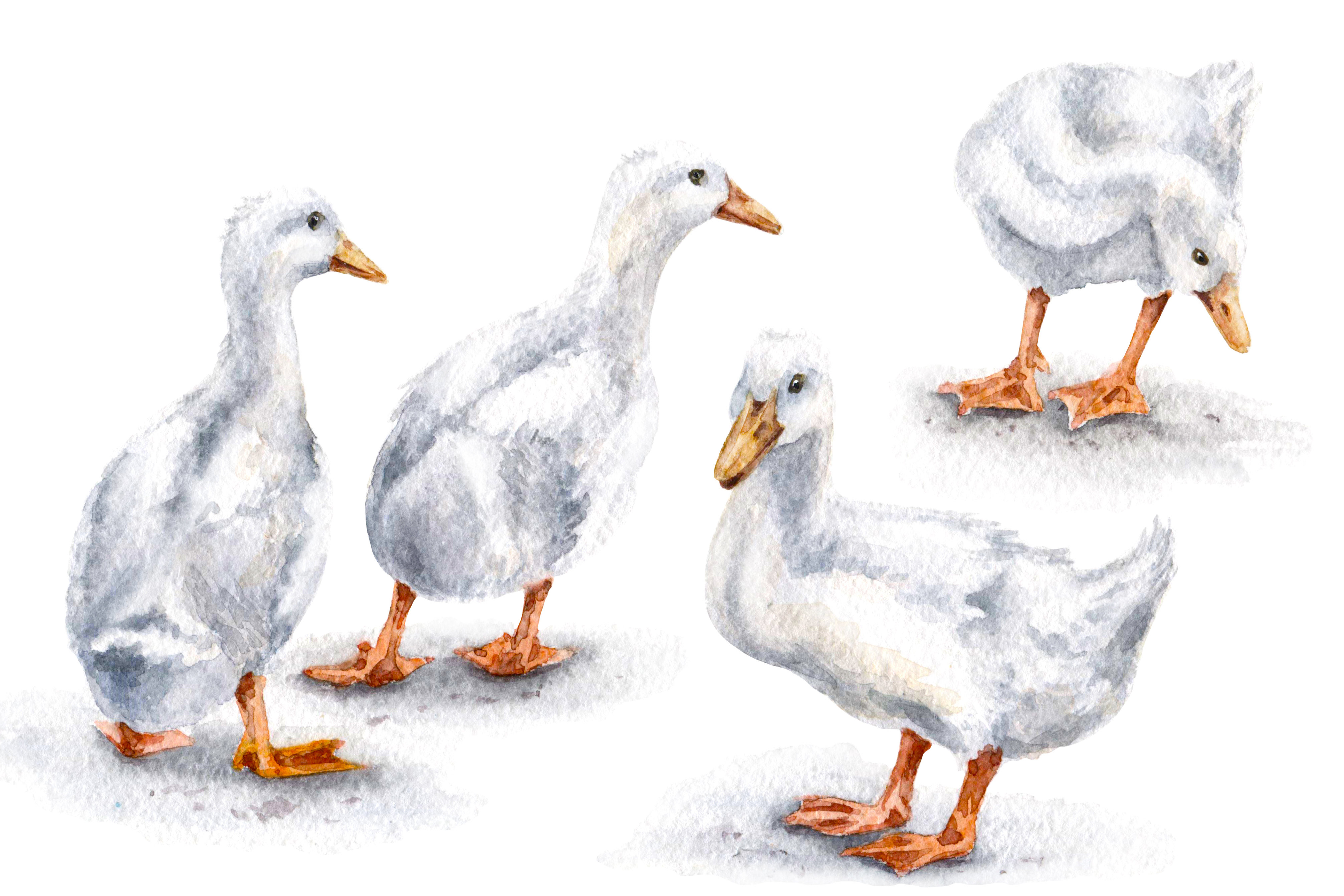 Brambly Cottage Group of White Ducks by Val Iva - Wrapped Canvas Art ...