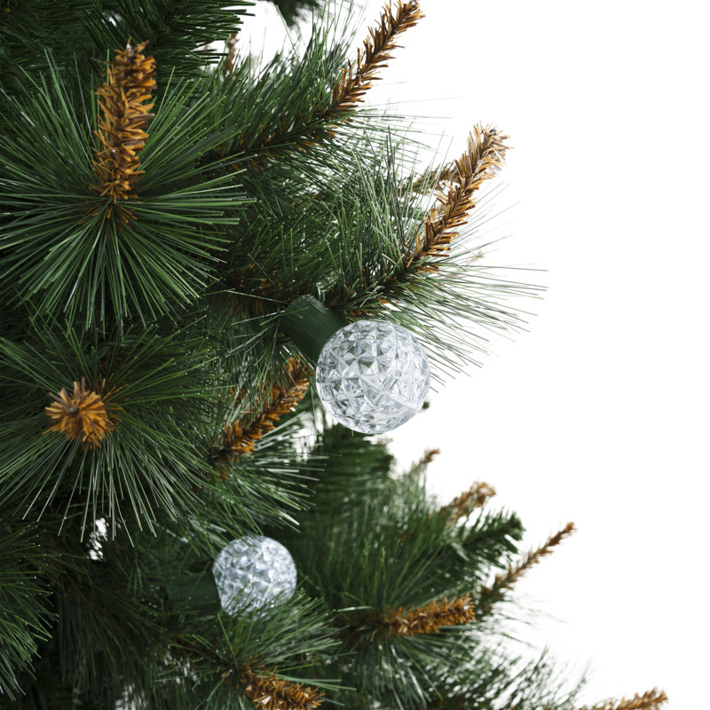 shortleaf pine christmas tree