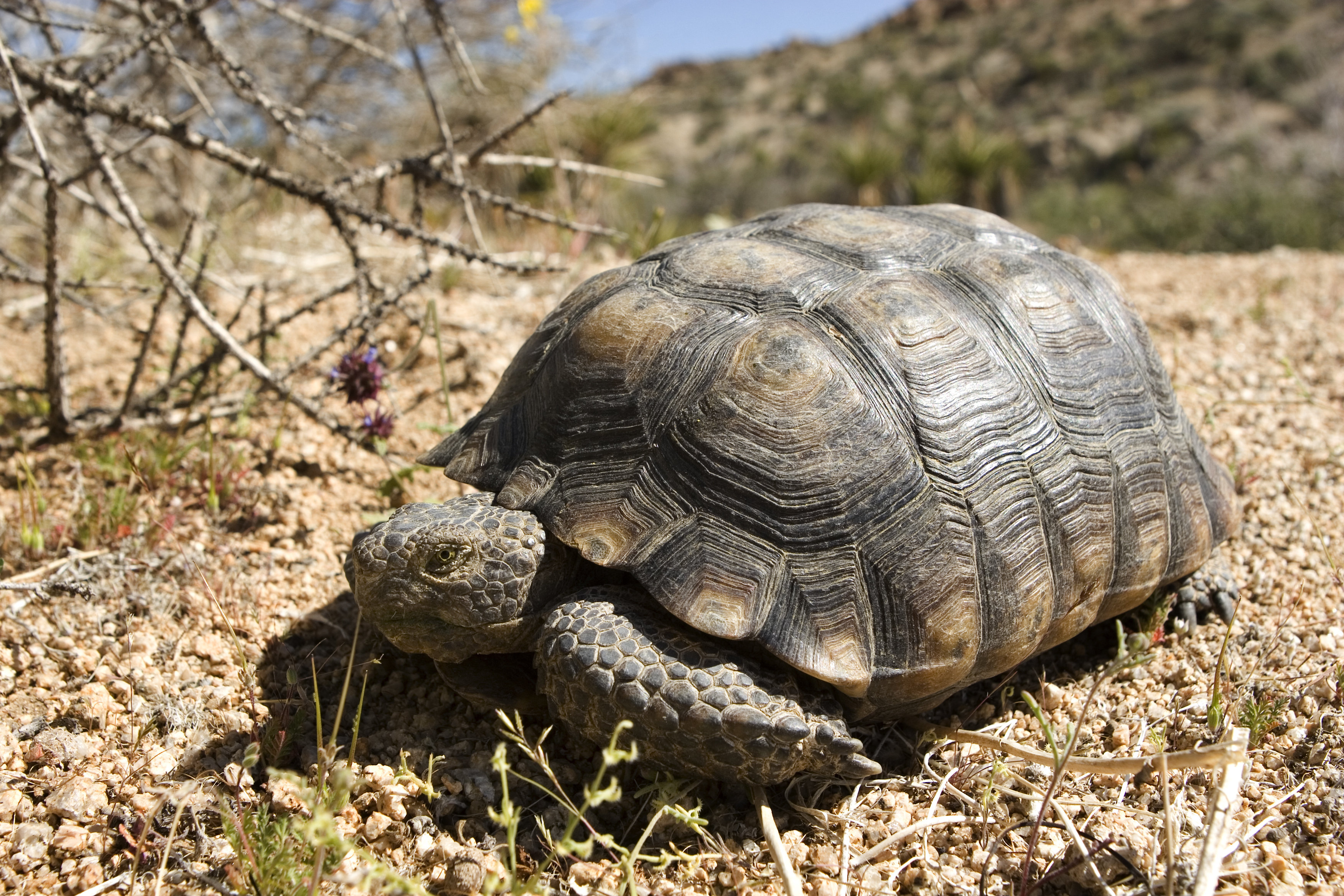 Bay Isle Home™ Desert Tortoise - Wayfair Canada