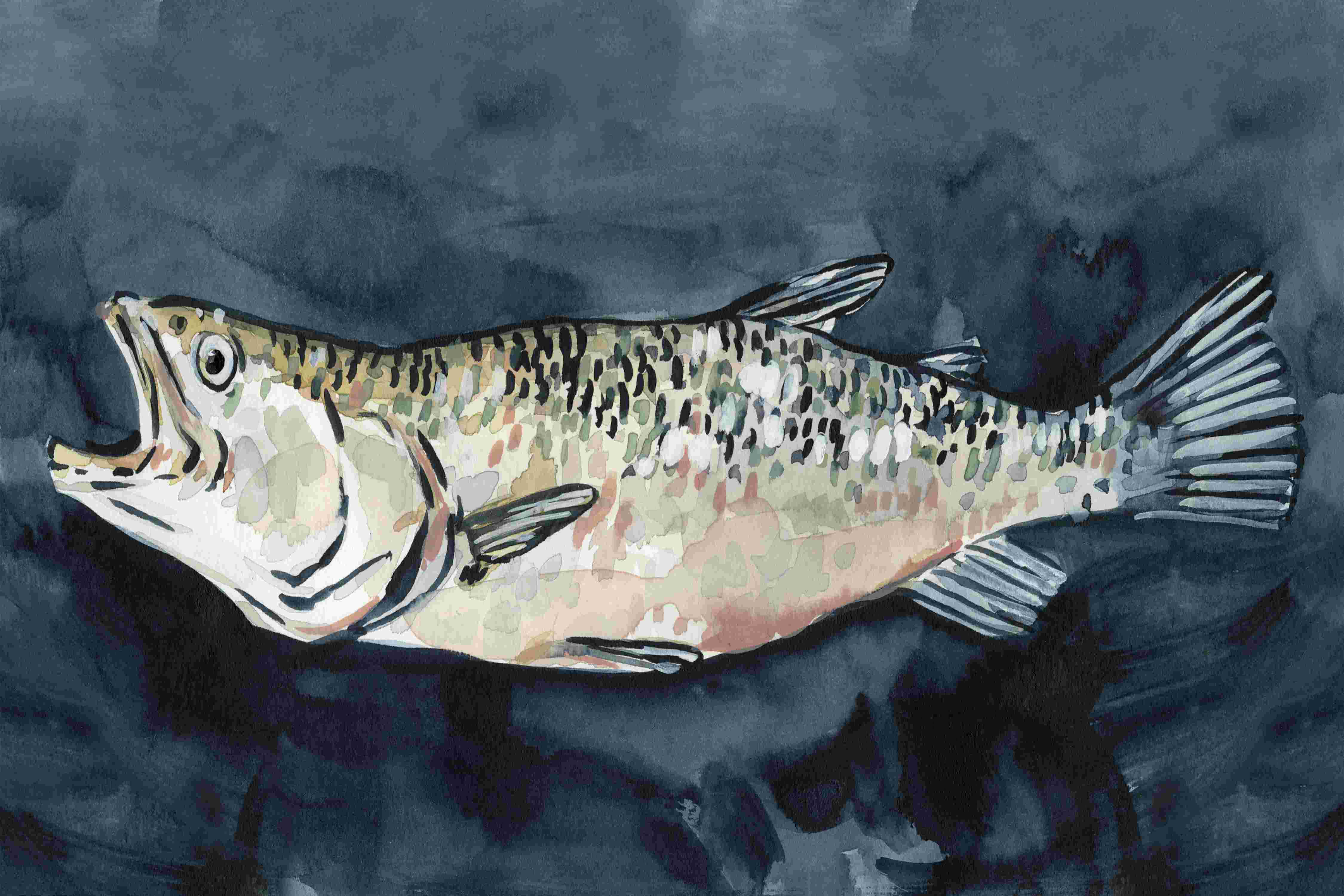 Rosecliff Heights Hungry Fish I by Emma Caroline - Wrapped Canvas Print ...