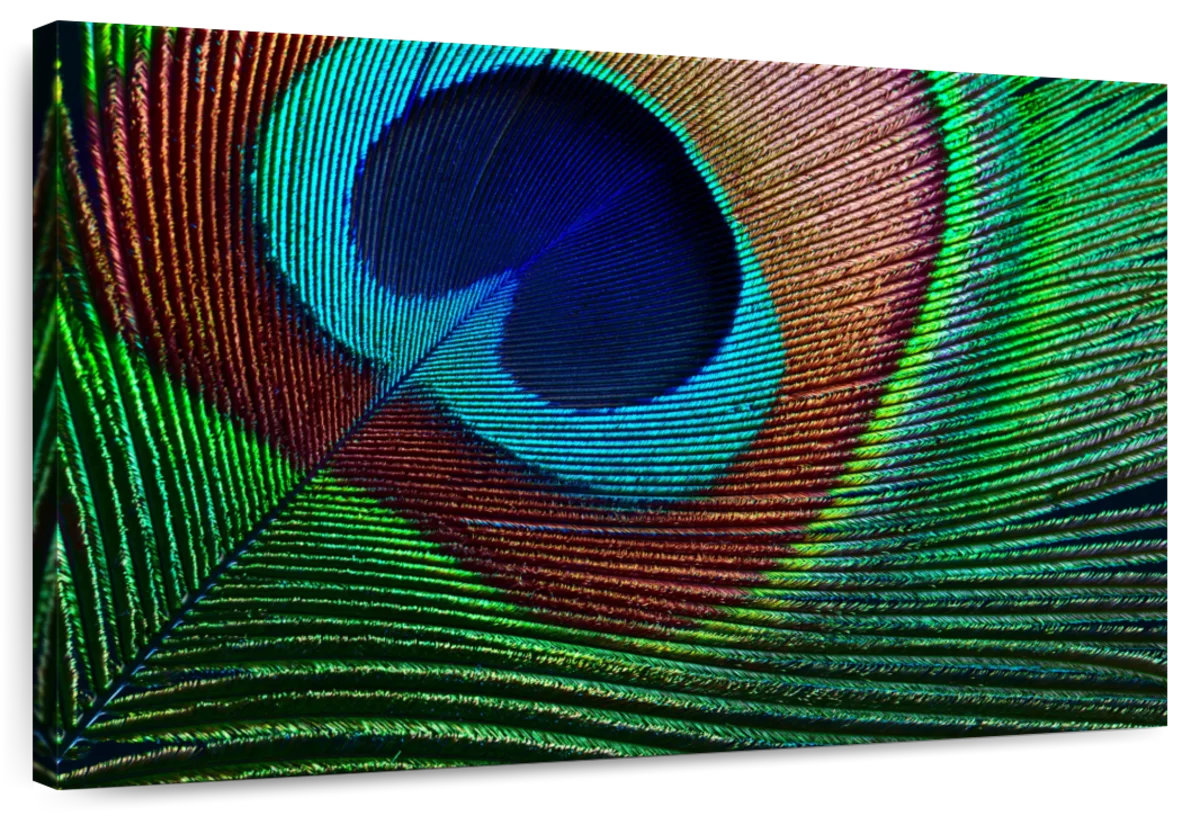 Ebern Designs Fine Peacock Feather | Wayfair