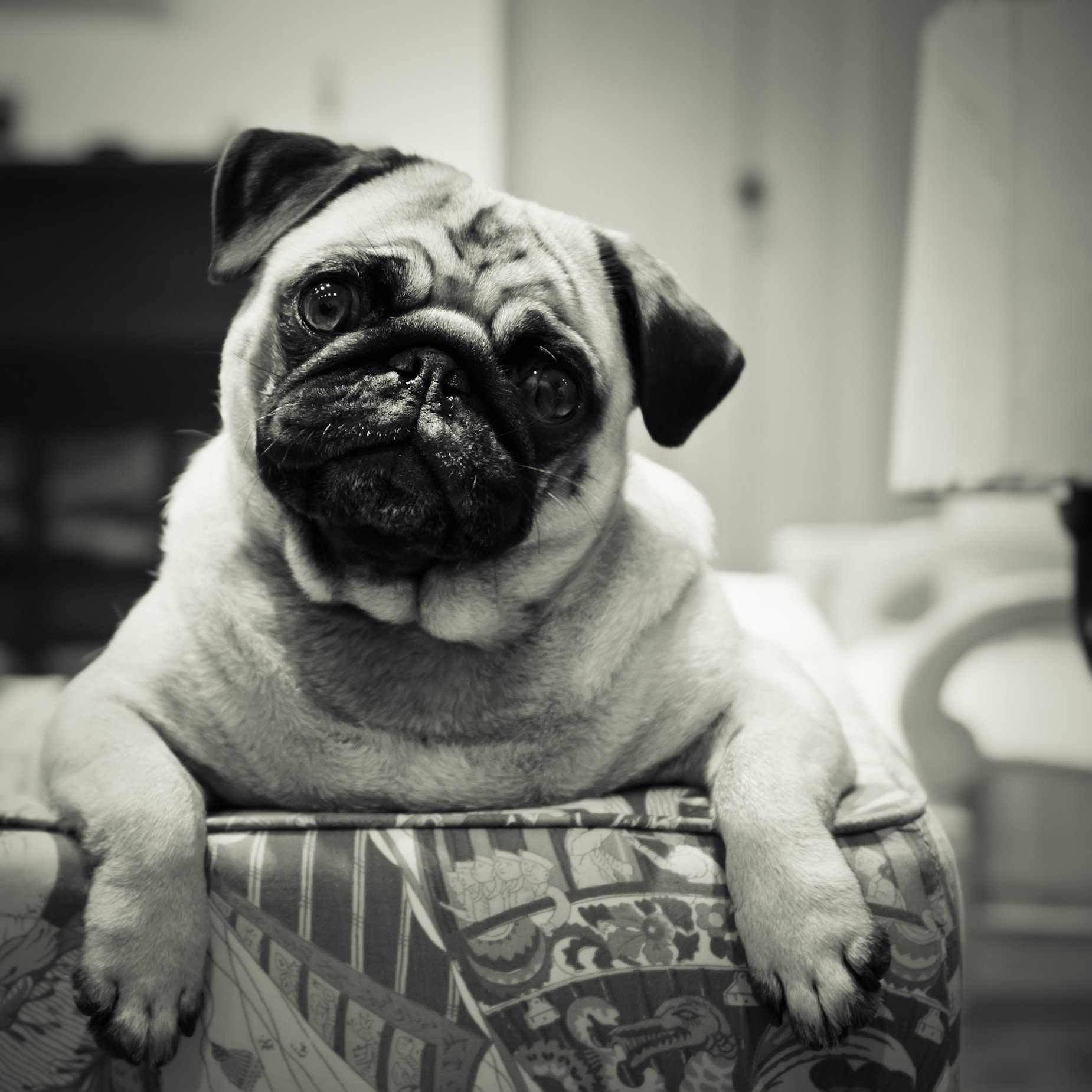 Hokku Designs Elsabe Curious Pug by Camrocker - Wrapped Canvas ...