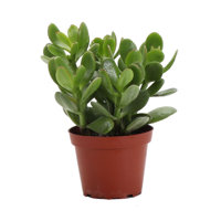 Live Plants You'll Love | Wayfair