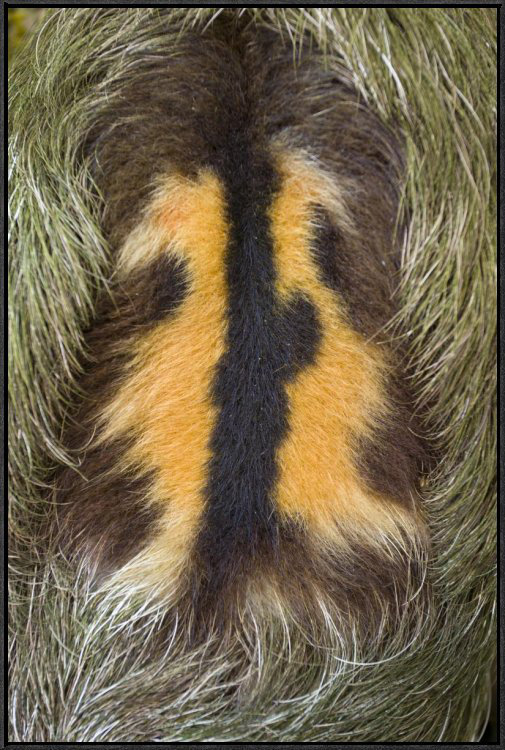 East Urban Home 'Brown-Throated Three-Toed Sloth Back of Mature Male ...