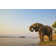 Ebern Designs African Elephant by Jez_Bennett - Wrapped Canvas ...
