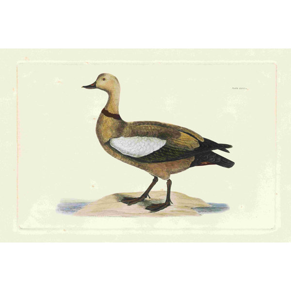 Rosalind Wheeler " Selby Duck V " by John Selby - Wayfair Canada