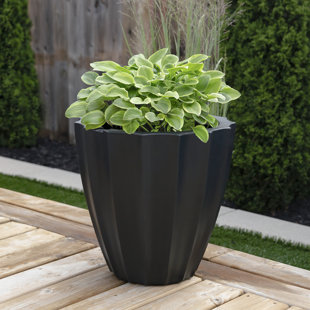 Wayfair | Extra Large Wall Mounted Planters You'll Love in 2023
