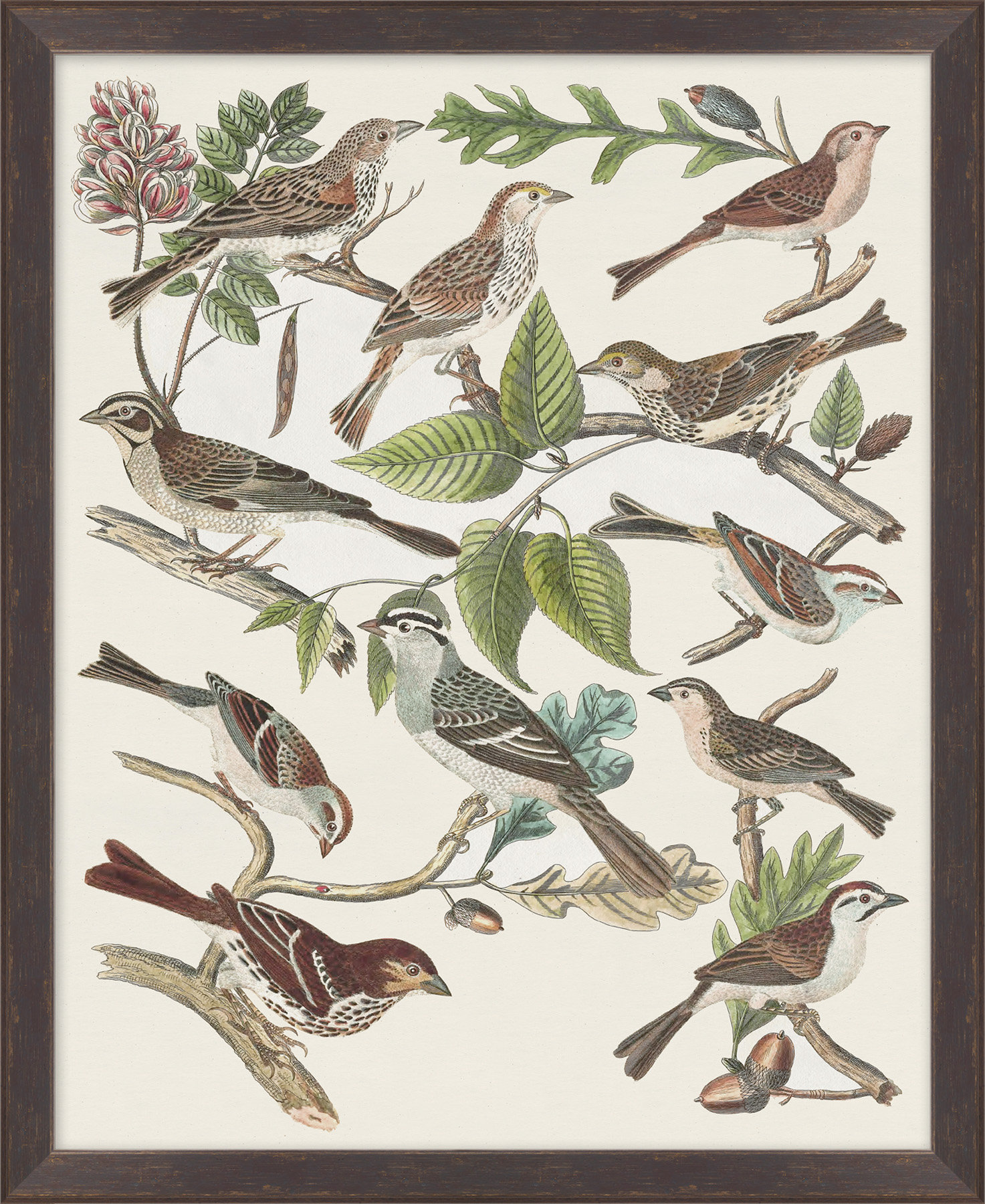 Wendover Art Group Bird Chart 1 by Nathan Turner - Picture Frame ...