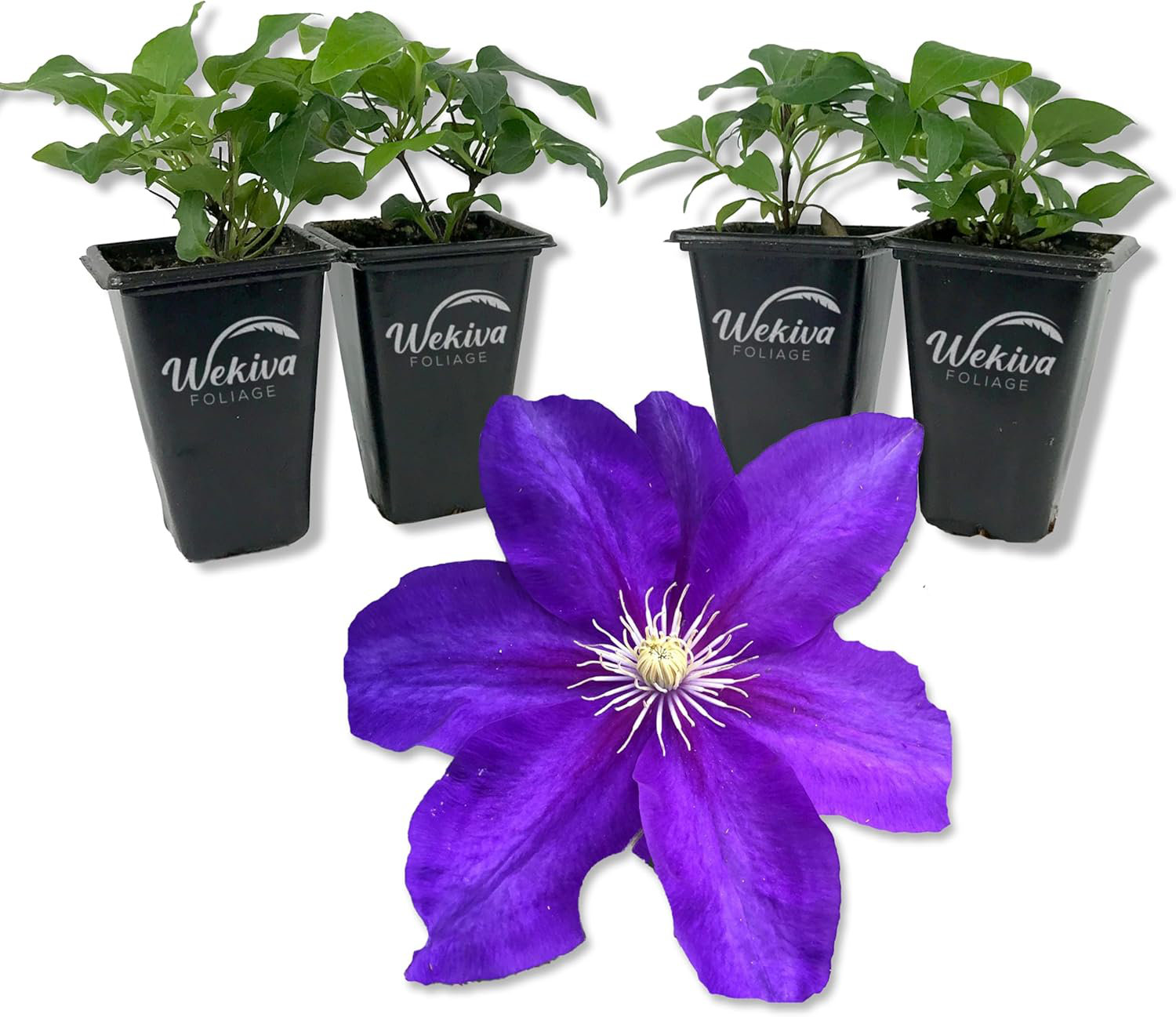 Wekiva Foliage LLC Clematis Duchess of Cornwall - 4 Live Starter Plants ...