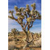 East Urban Home 'Joshua Tree Views III' by Rachel Perry - Graphic Art ...