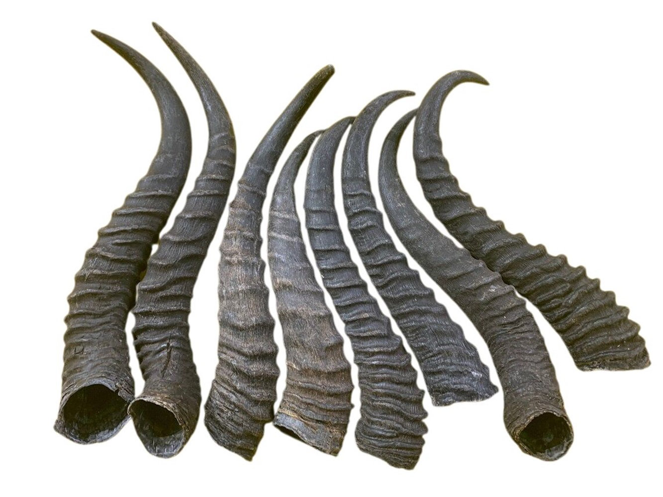Foundry Select Natural Springbok 2 Horns Set (Left And Right) | Wayfair