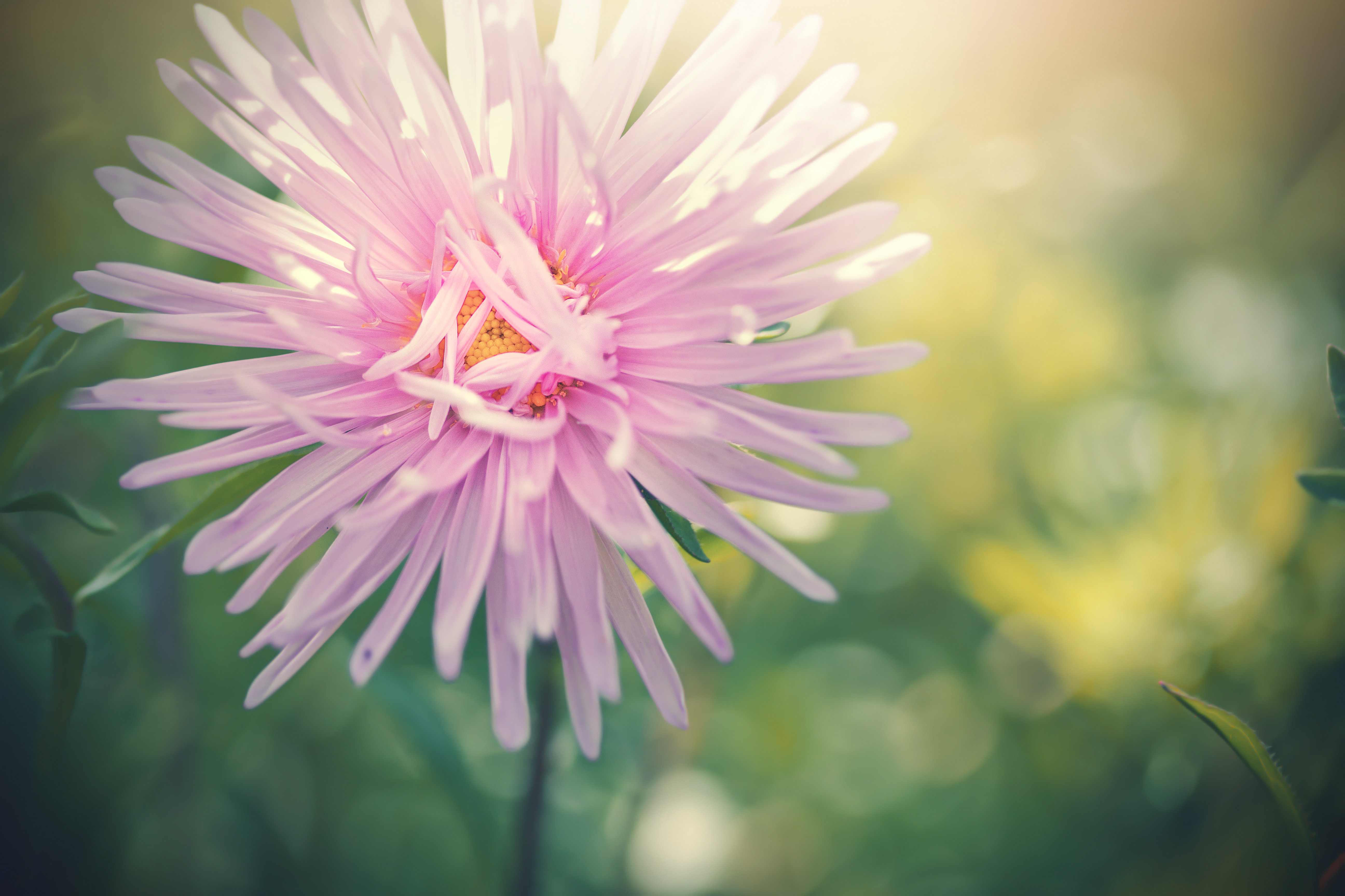 Ebern Designs Pink Aster Flower - Wrapped Canvas Photograph | Wayfair