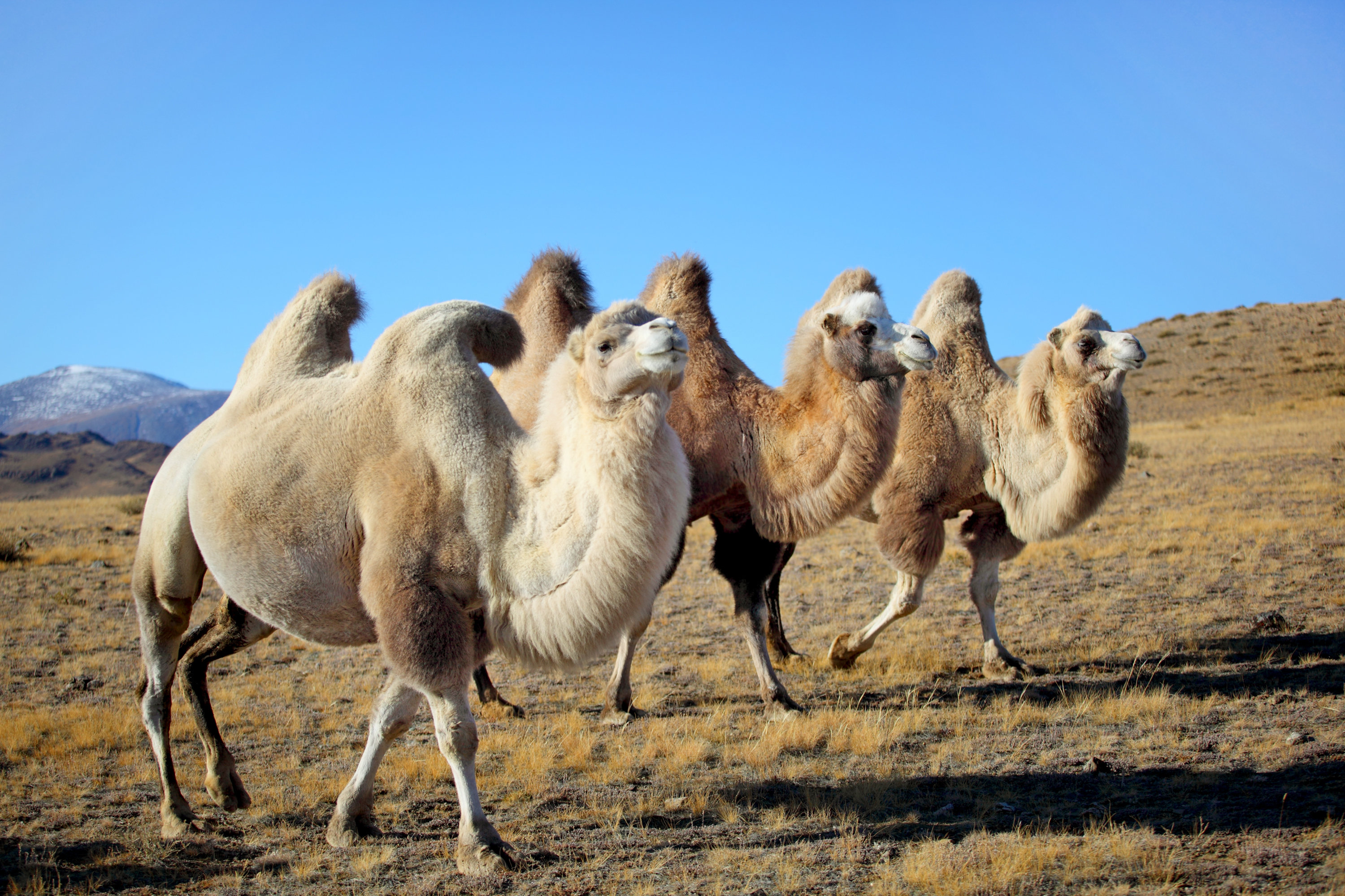 Hokku Designs Cladinoro Camels by Deduhin - Wrapped Canvas Photograph ...
