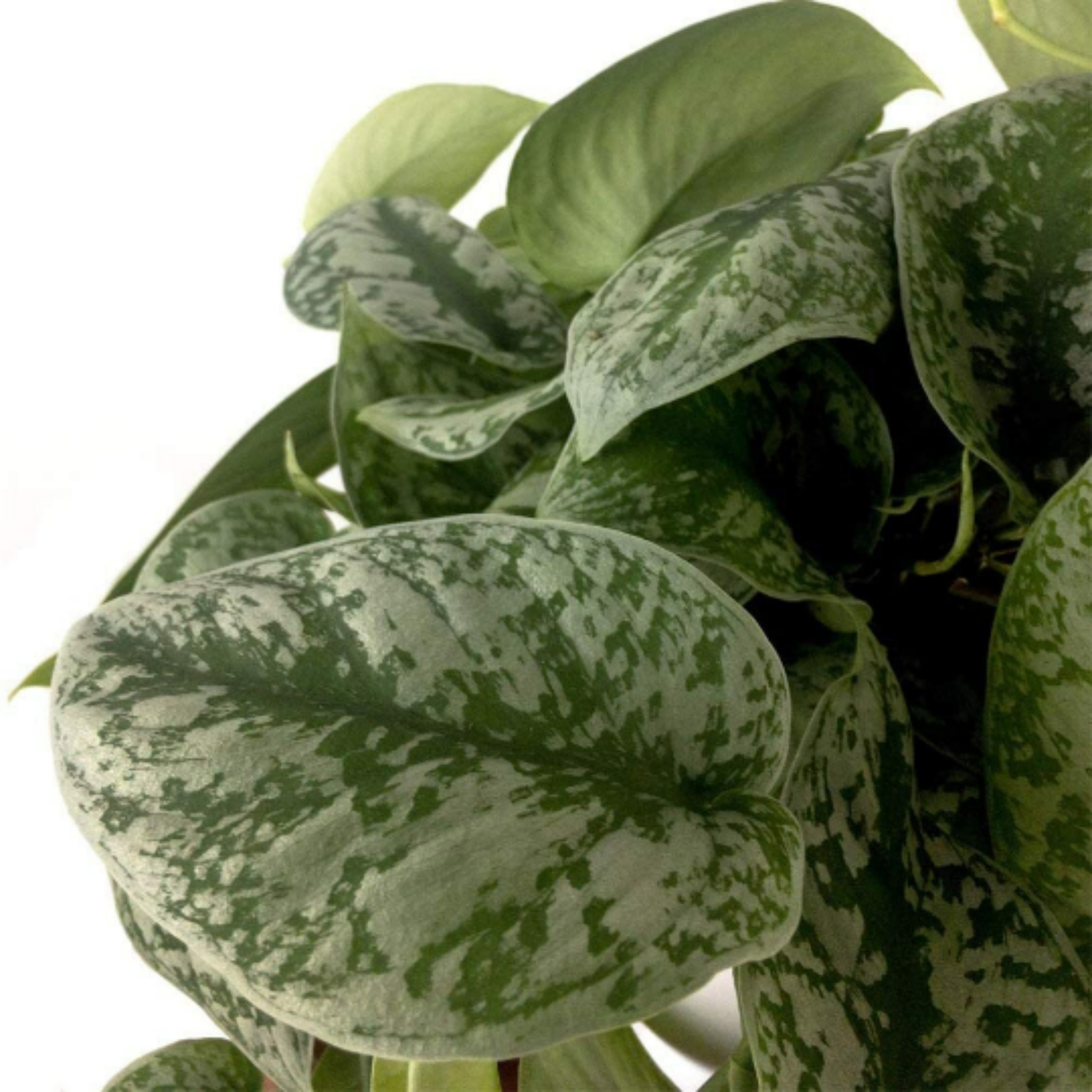 American Plant Exchange Silver Satin Pothos, Exotic Vining Foliage, 6 ...