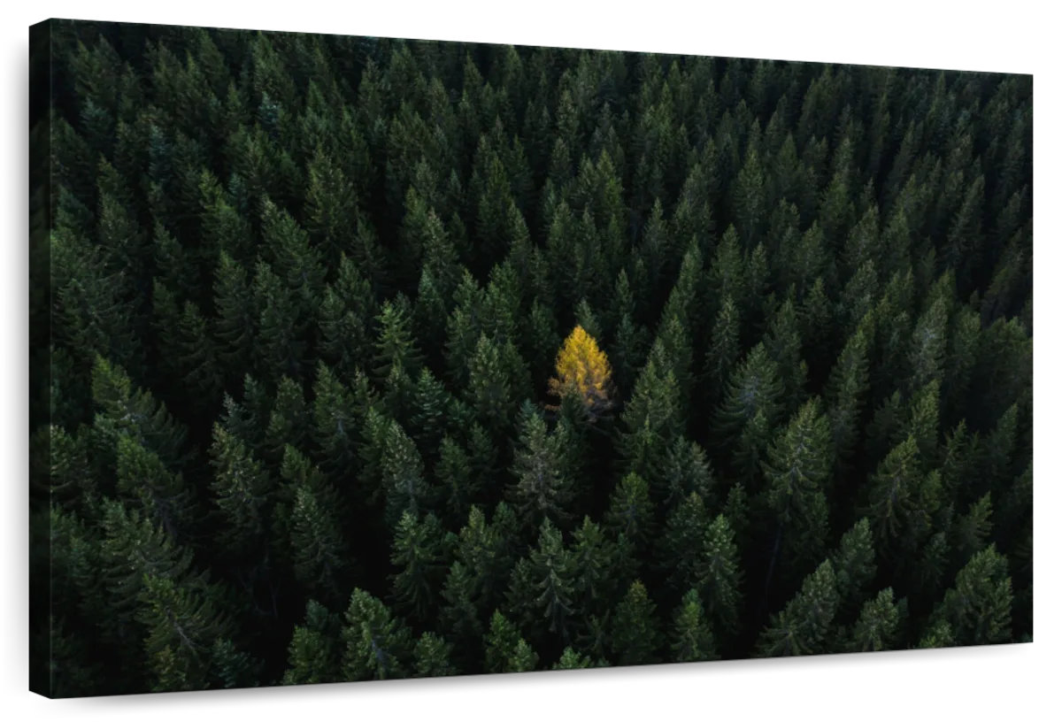 Elephant Stock Italian Pine Trees - Wayfair Canada