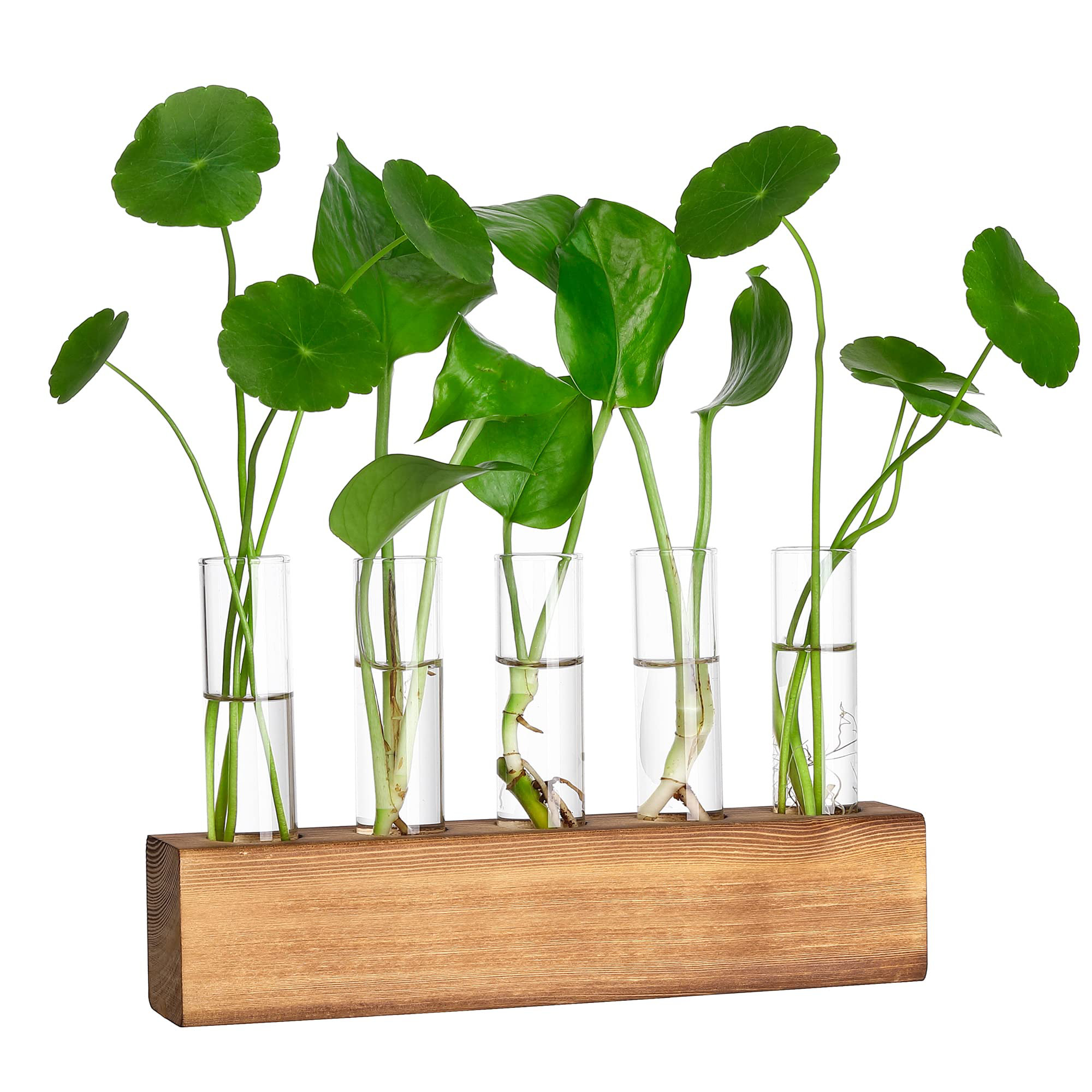 George Oliver Propagation Stations, Plant Terrarium With Wooden Stand ...
