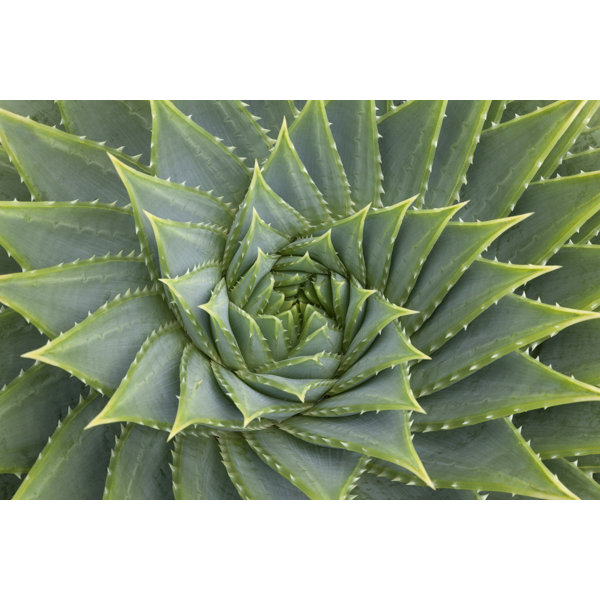 Bungalow Rose Aloe Vera Plant - Wayfair Canada