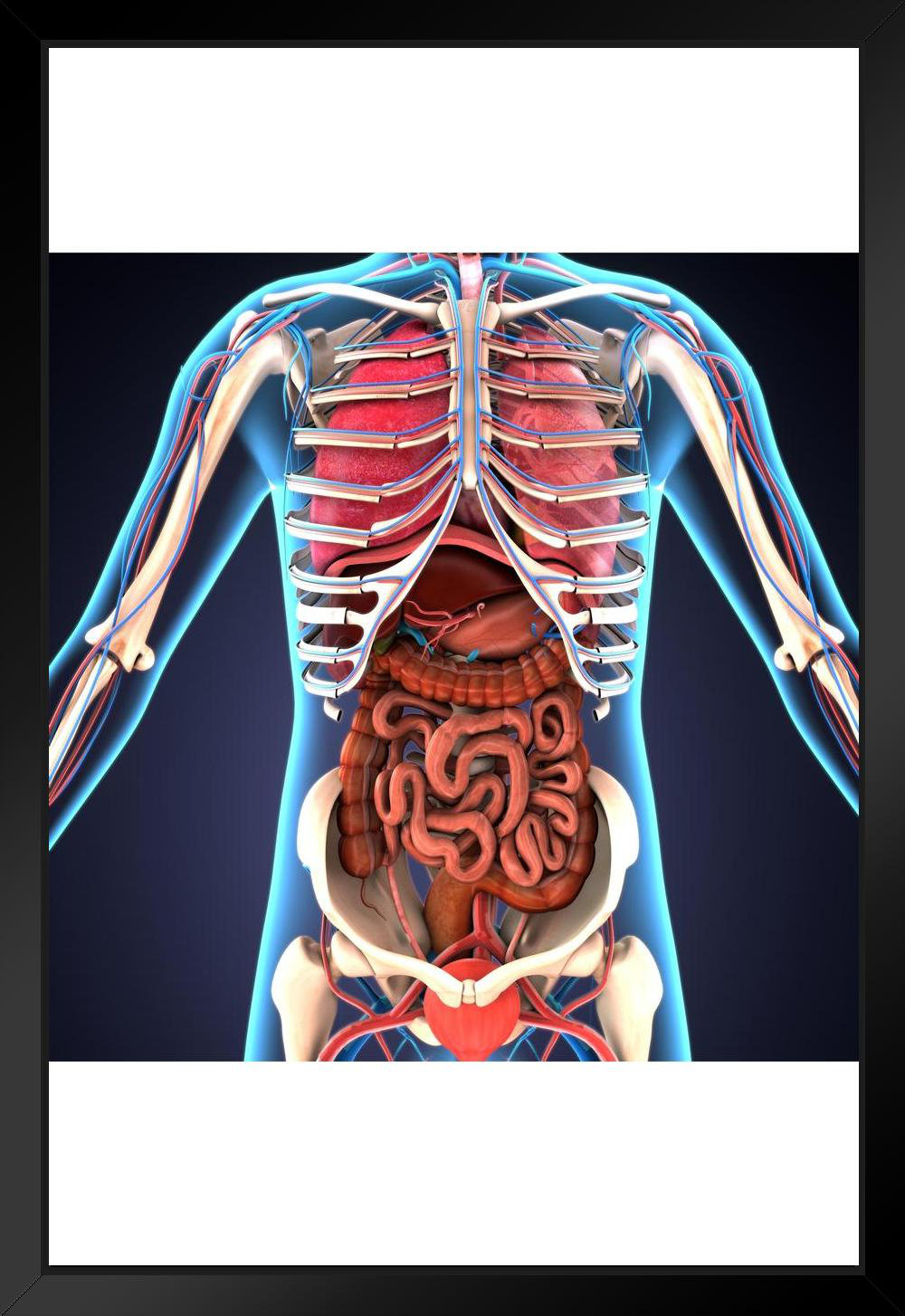 Trinx Human Body Organs Skeletal System 3D Illustration Educational ...