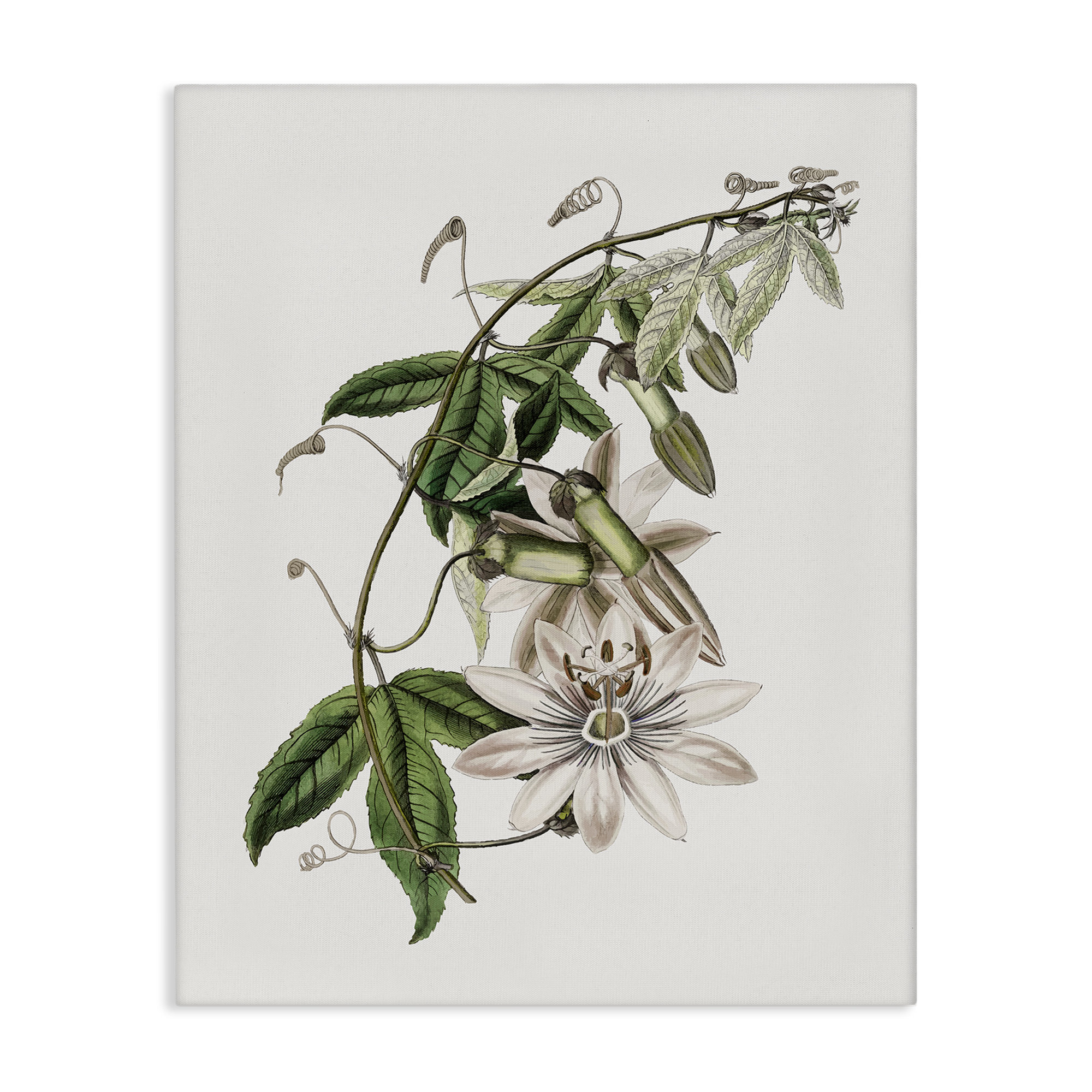 Ophelia & Co. Vintage Lily Plant Canvas, design by CAD Designs | Wayfair