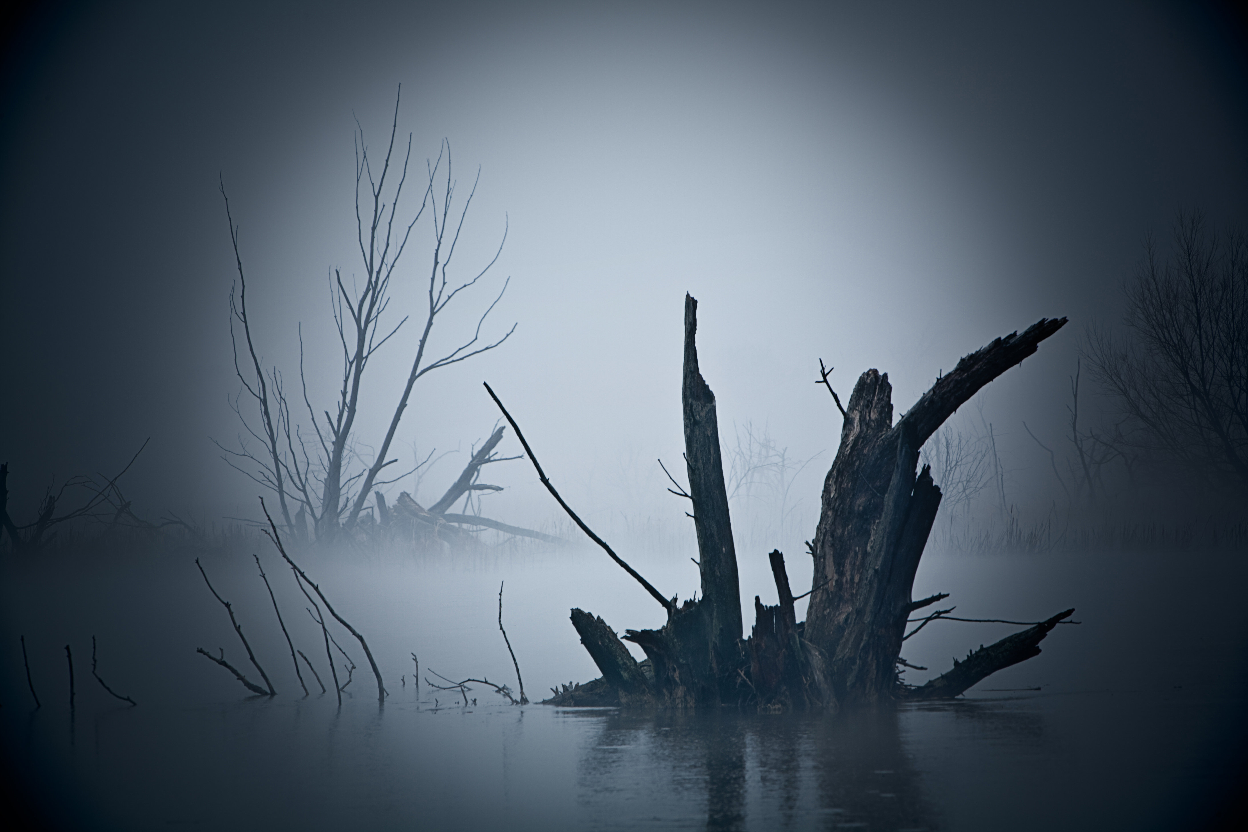17 Stories Dark Swamp 182237640 | Wayfair.co.uk