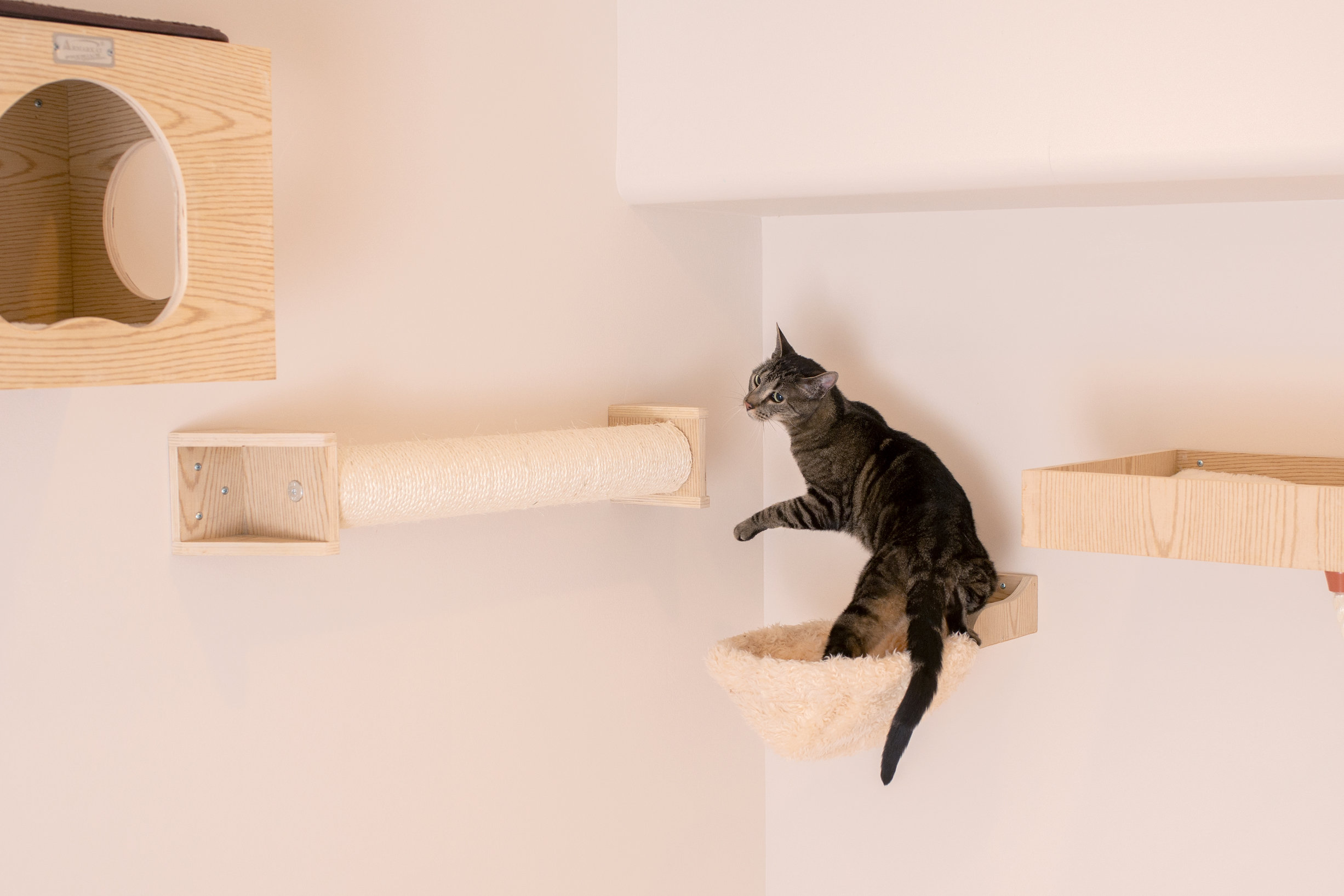 Armarkat Real Wood Wall Scratching Post & Reviews | Wayfair