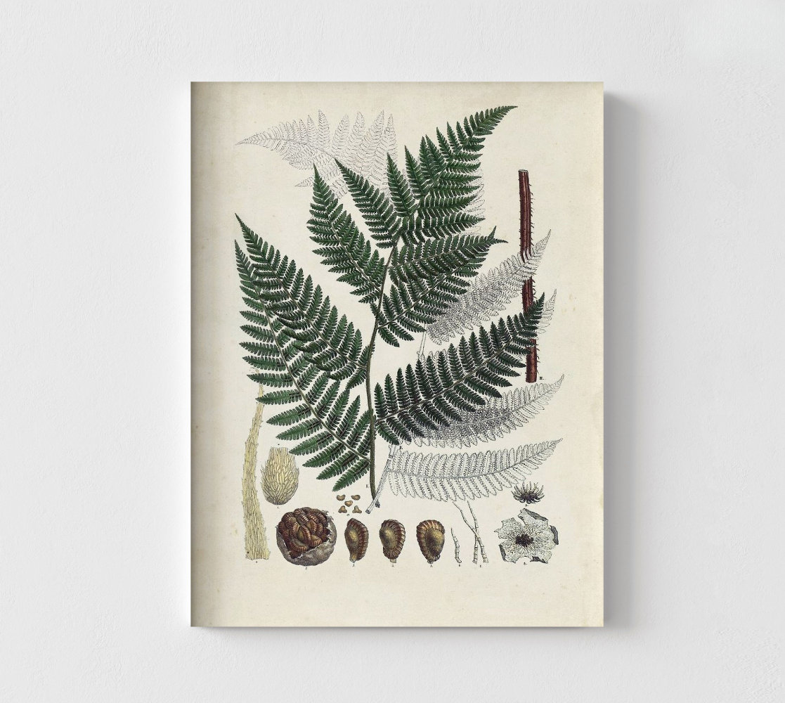 WeFrameArt Fern Leaves Print, Botanical Wall Decor, Leaves Wall Art ...