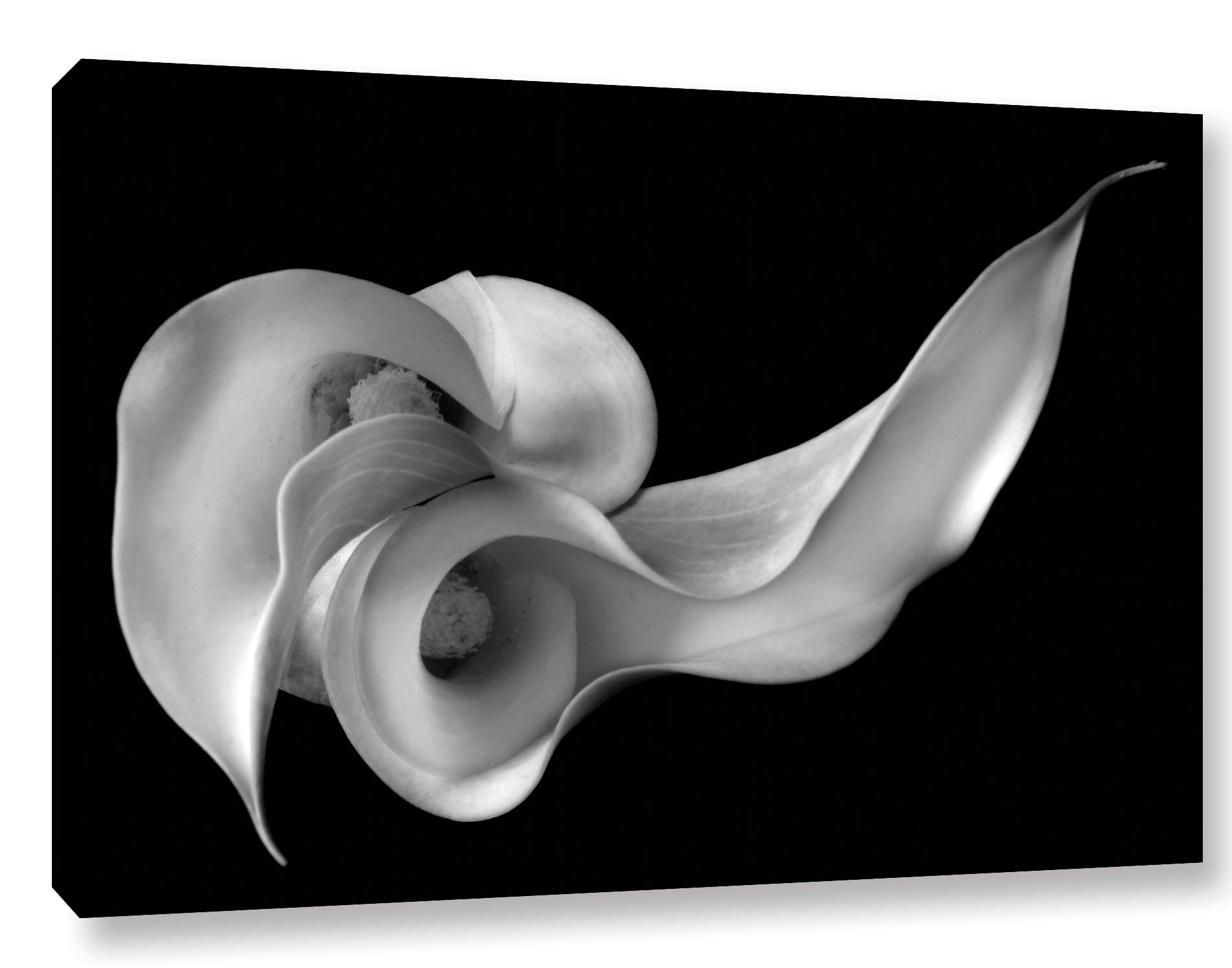 Wade Logan® "Calla Lily" Canvas Print by Florianna Barbu Sophisticated ...