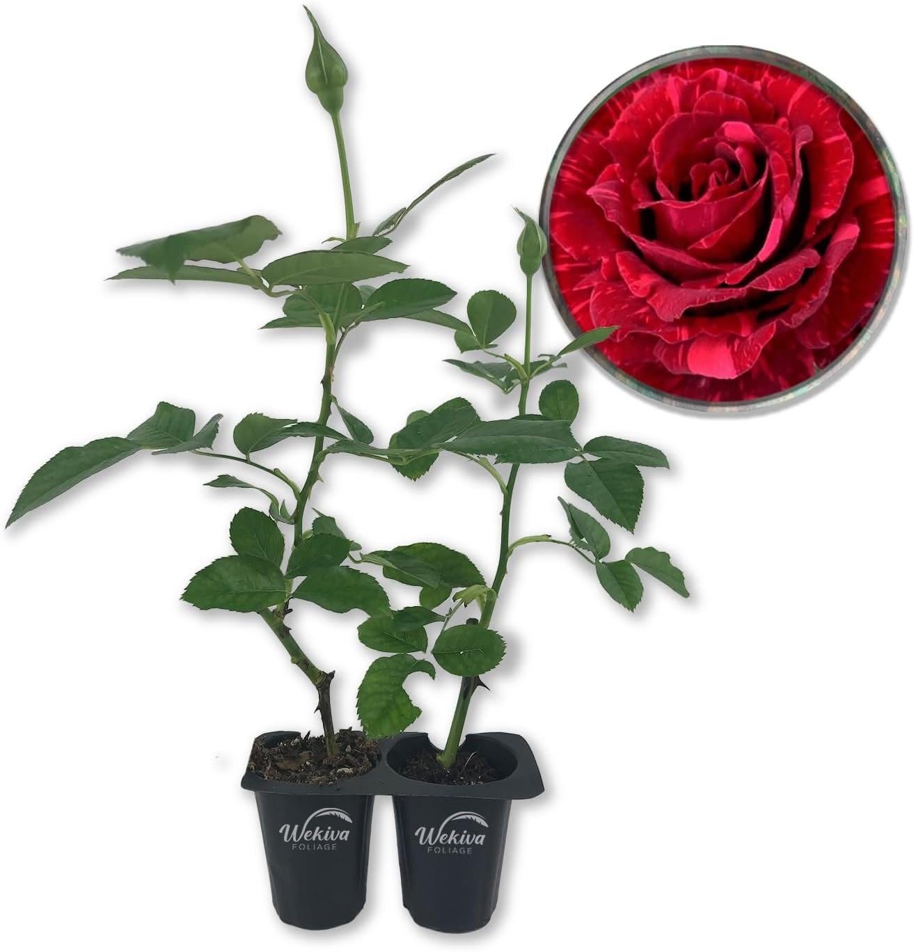 Wekiva Foliage LLC Red Intuition Rose Bush - 2 Live Starter Plants in 2 ...