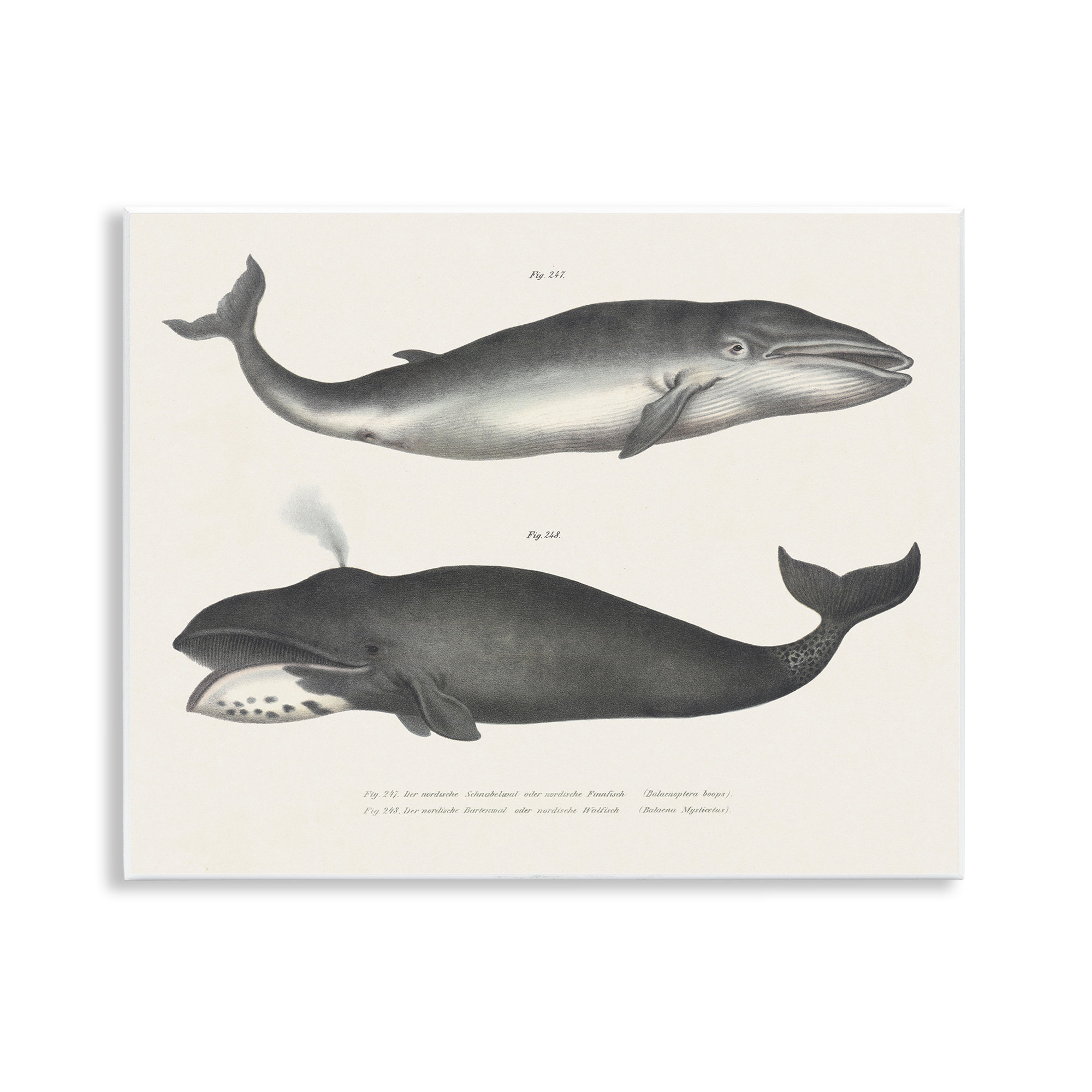 Winston Porter Vintage Whale Study Diagrams Wall Plaque, design by ...