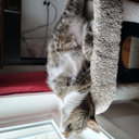 Archie & Oscar™ Hamil 21'' H Cat Tree & Reviews | Wayfair