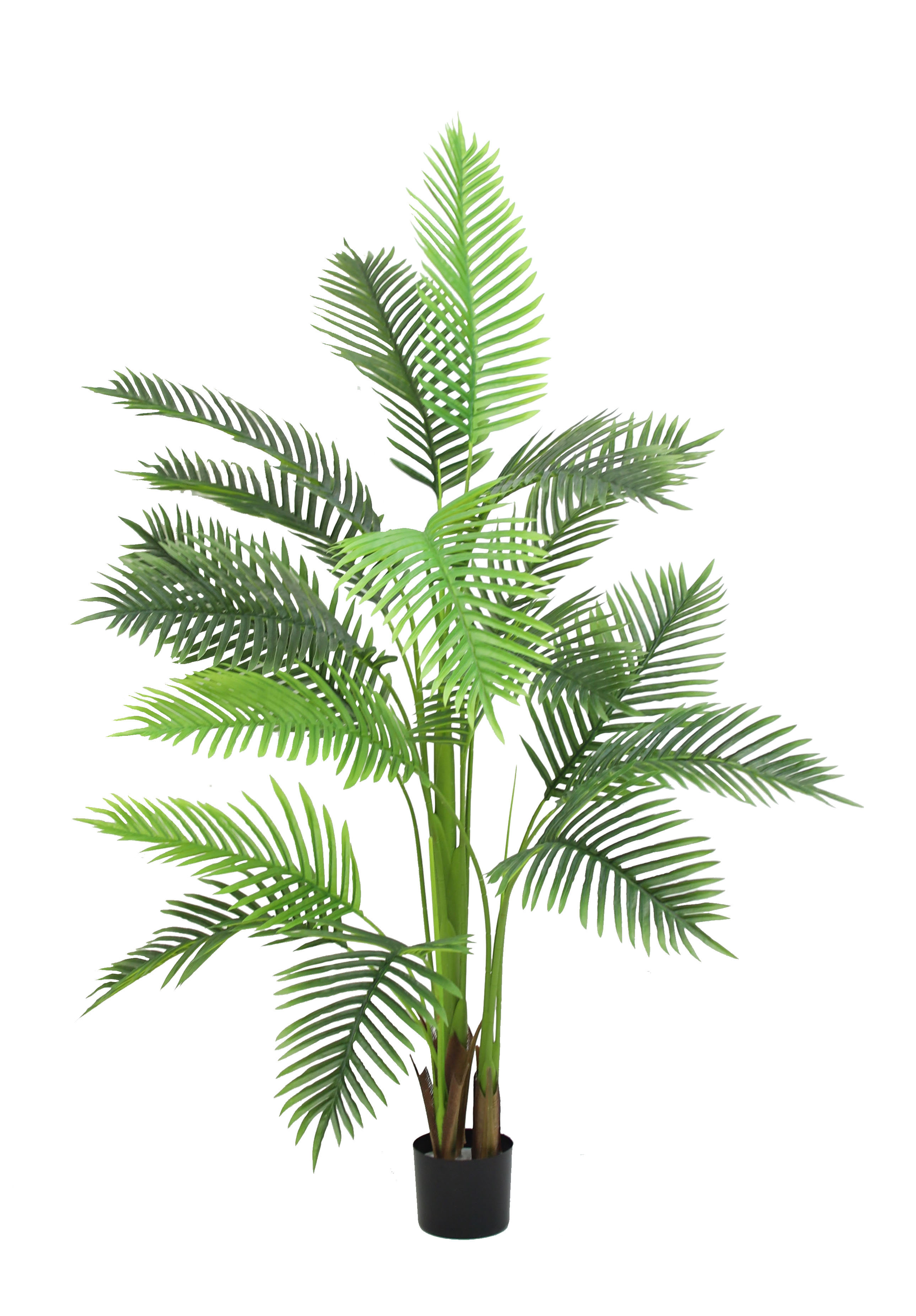 Primrue 60" PARADISE PALM TREE | Wayfair