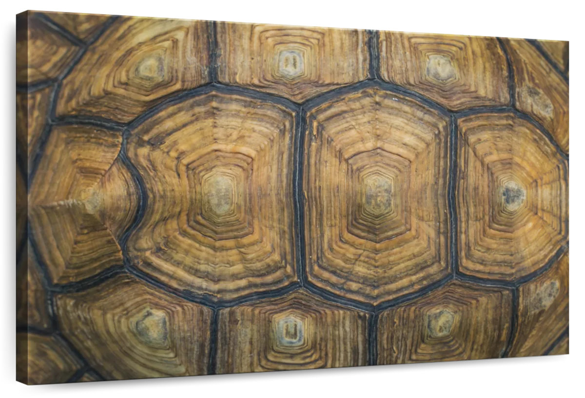Ebern Designs Giant Tortoise Shell - Wayfair Canada