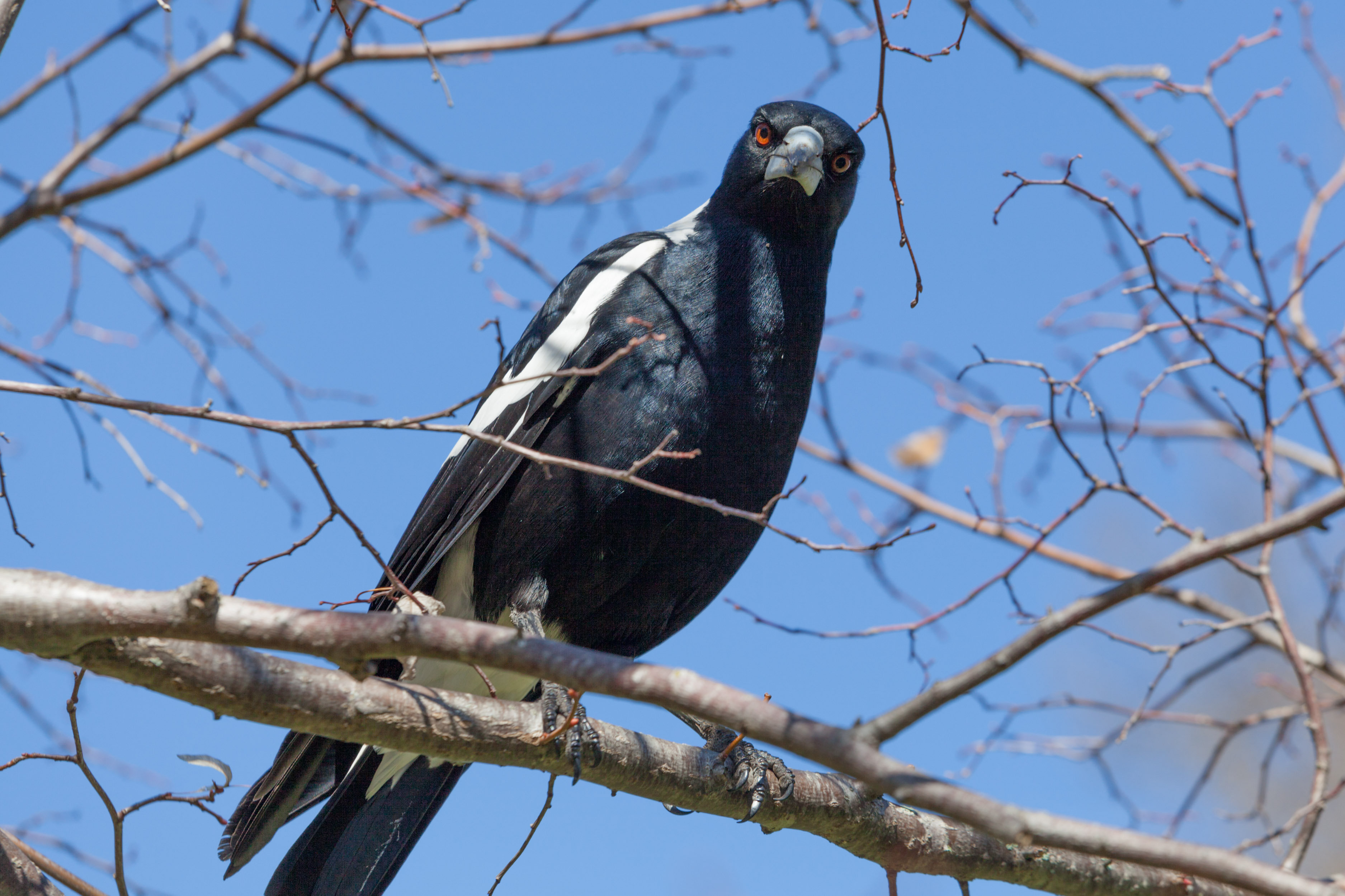 Millwood Pines Australian Magpie by Sundarananda - Wrapped Canvas ...