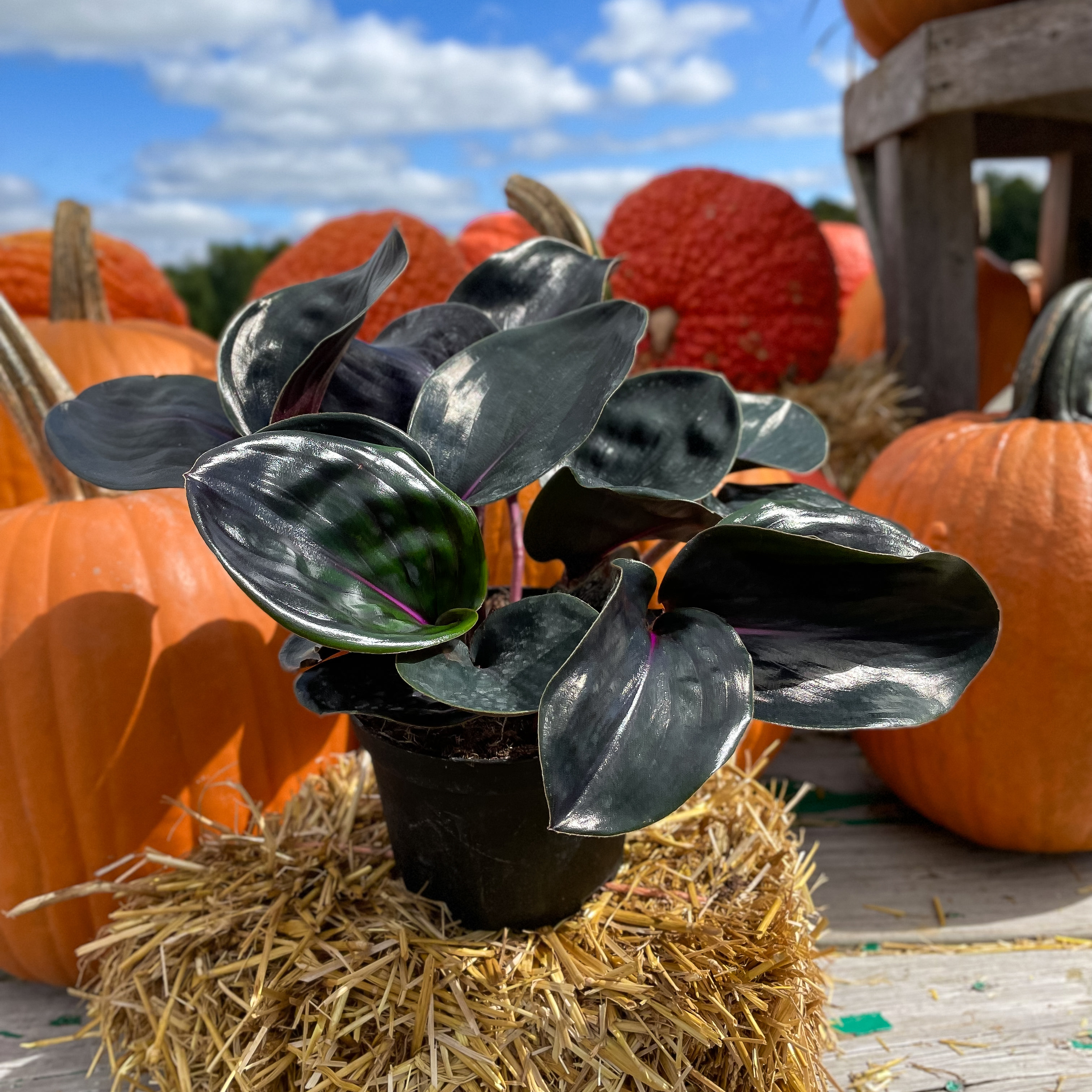 Thorsen's Greenhouse Live Geogenanthus Ciliatus Plant, 6" Diameter ...