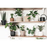 Ebern Designs Couch and Green Plants - Wrapped Canvas Photograph | Wayfair