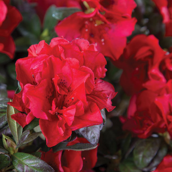 Encore Azalea 1 Gallon Autumn Fire Encore Azalea - Compact Flowering ...