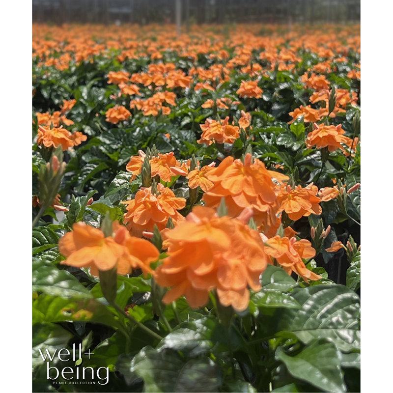 Natures Way Farms Nature's Way Farms Crossandra Orange Live Plant 25-30 ...