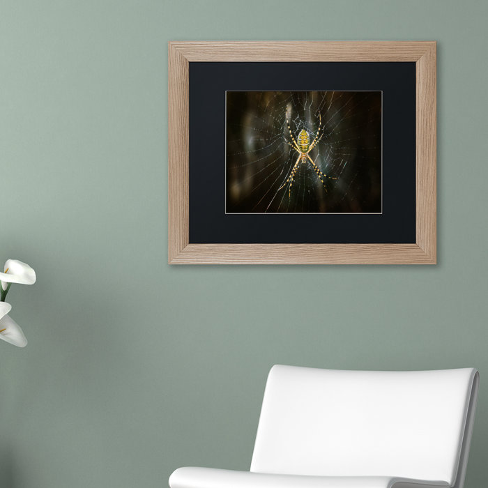 Trademark Art Jason Shaffer " Orb Weaver " by Jason Shaffer Print on ...