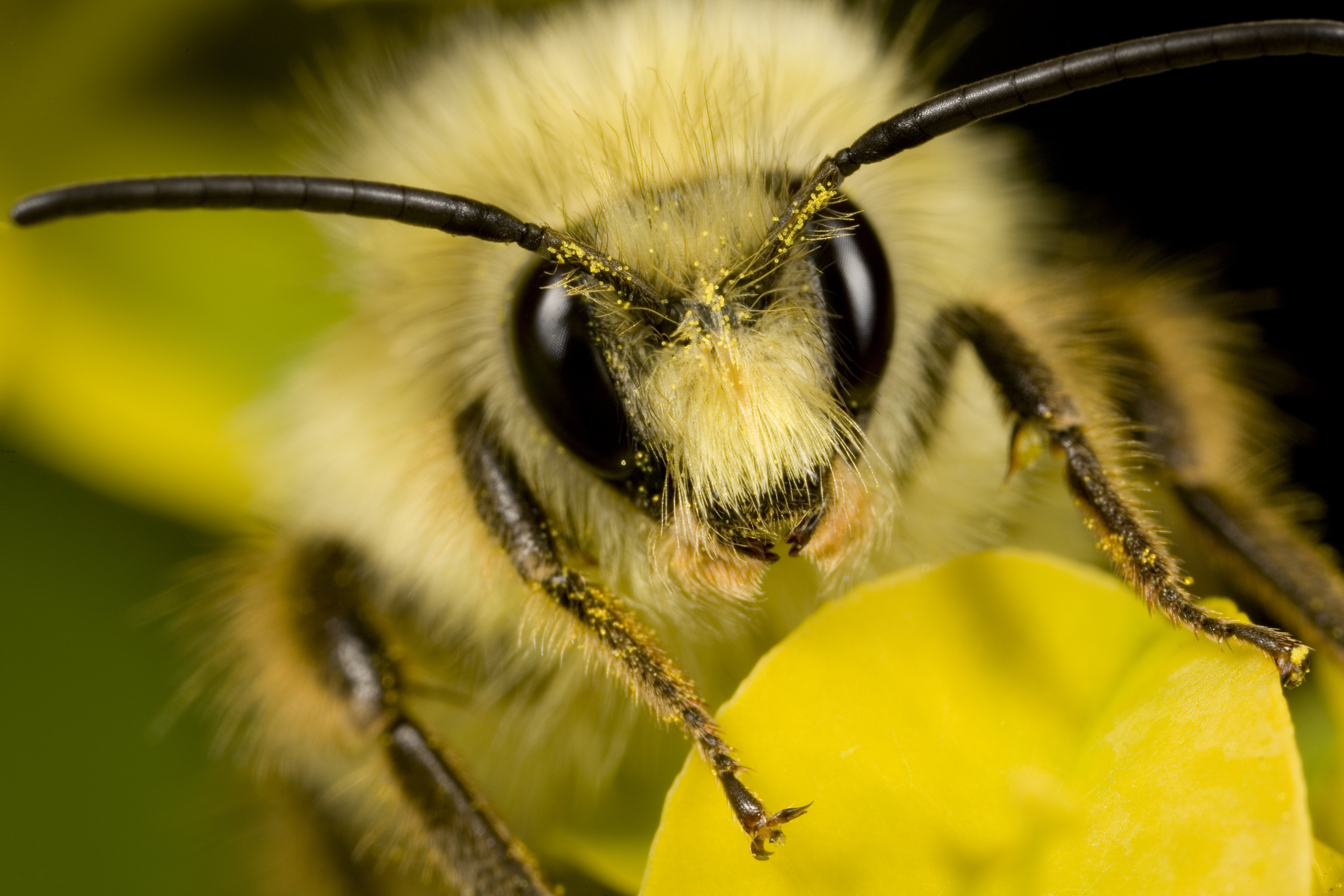 Ebern Designs Bee with Pollen by Jscalev - Wrapped Canvas Photograph ...