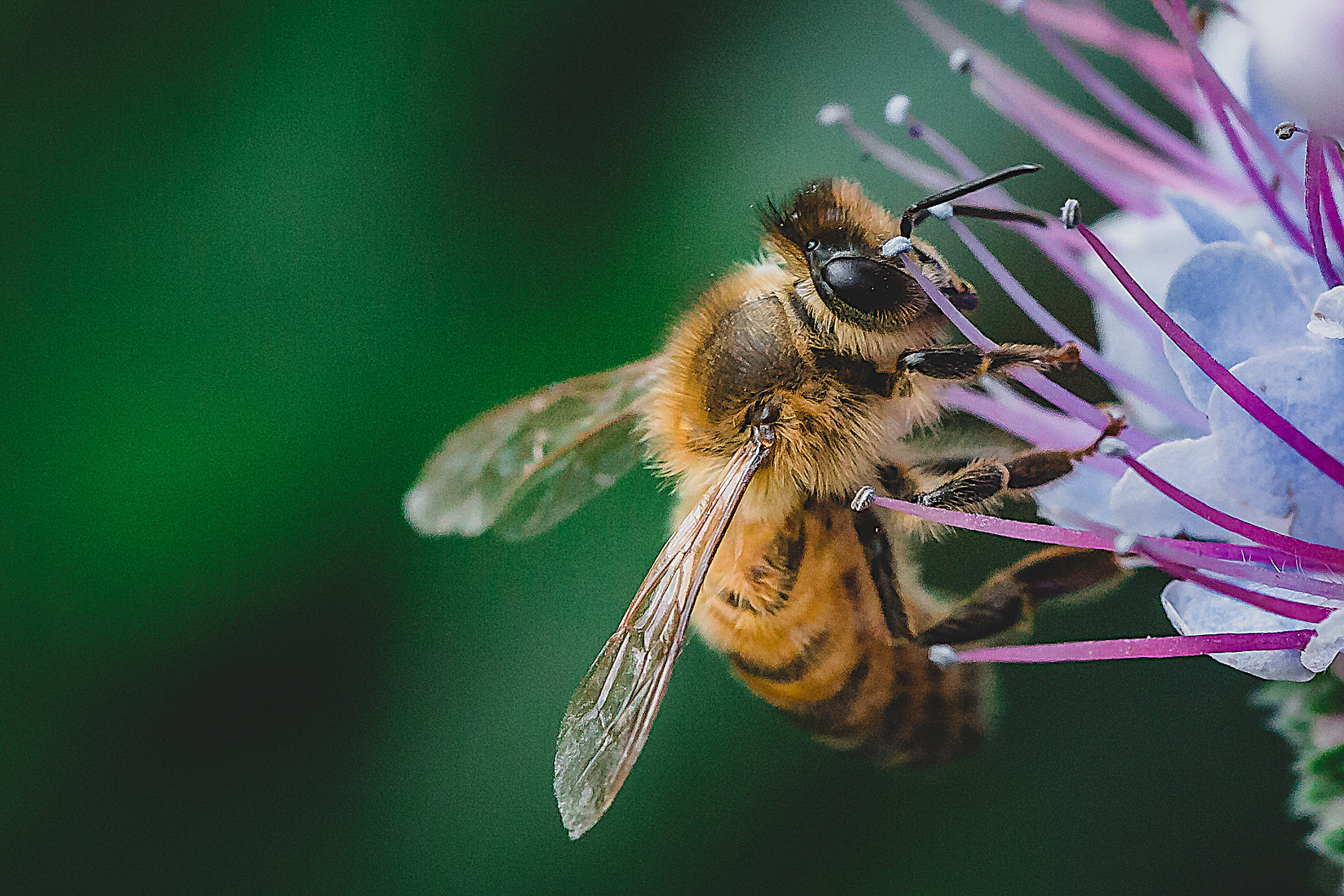 Gracie Oaks Honey Bee - Wrapped Canvas Photograph | Wayfair