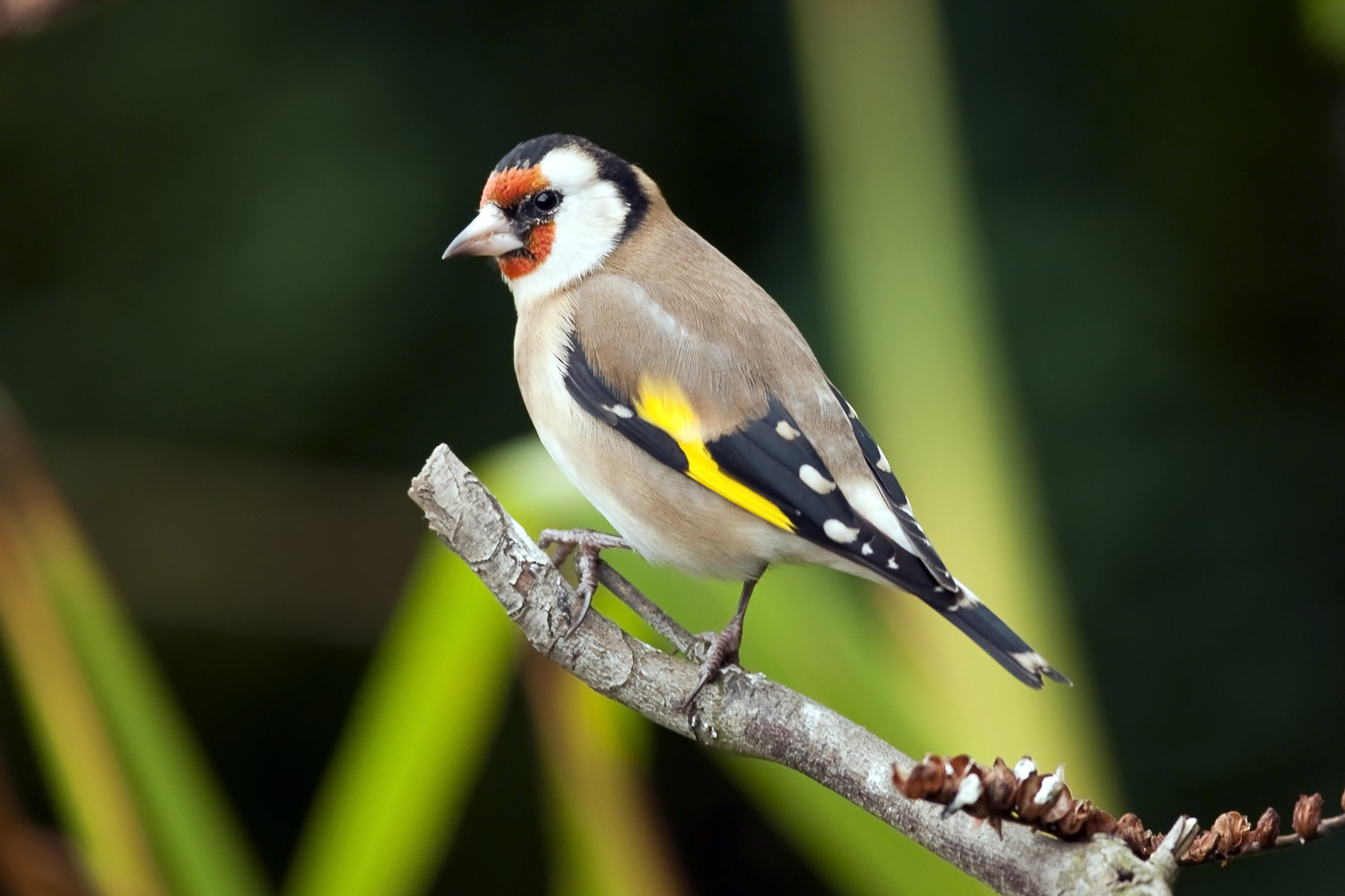 Latitude Run® Goldfinch by Andrew_Howe - Wayfair Canada