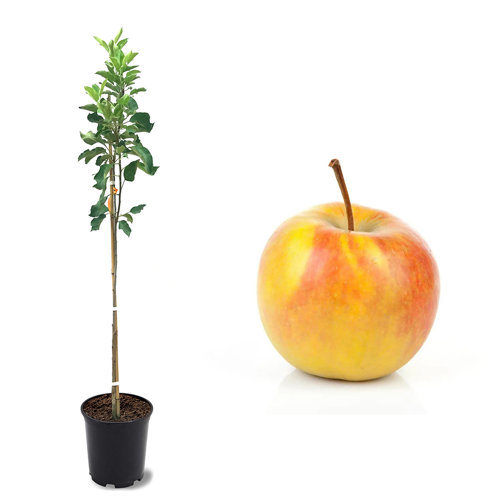 American Plant Exchange Suncrisp Apple Tree, Live Outdoor Fruiting ...