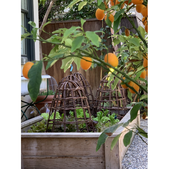 MGP 22'' H x 18'' W Wood Obelisk Trellis & Reviews | Wayfair
