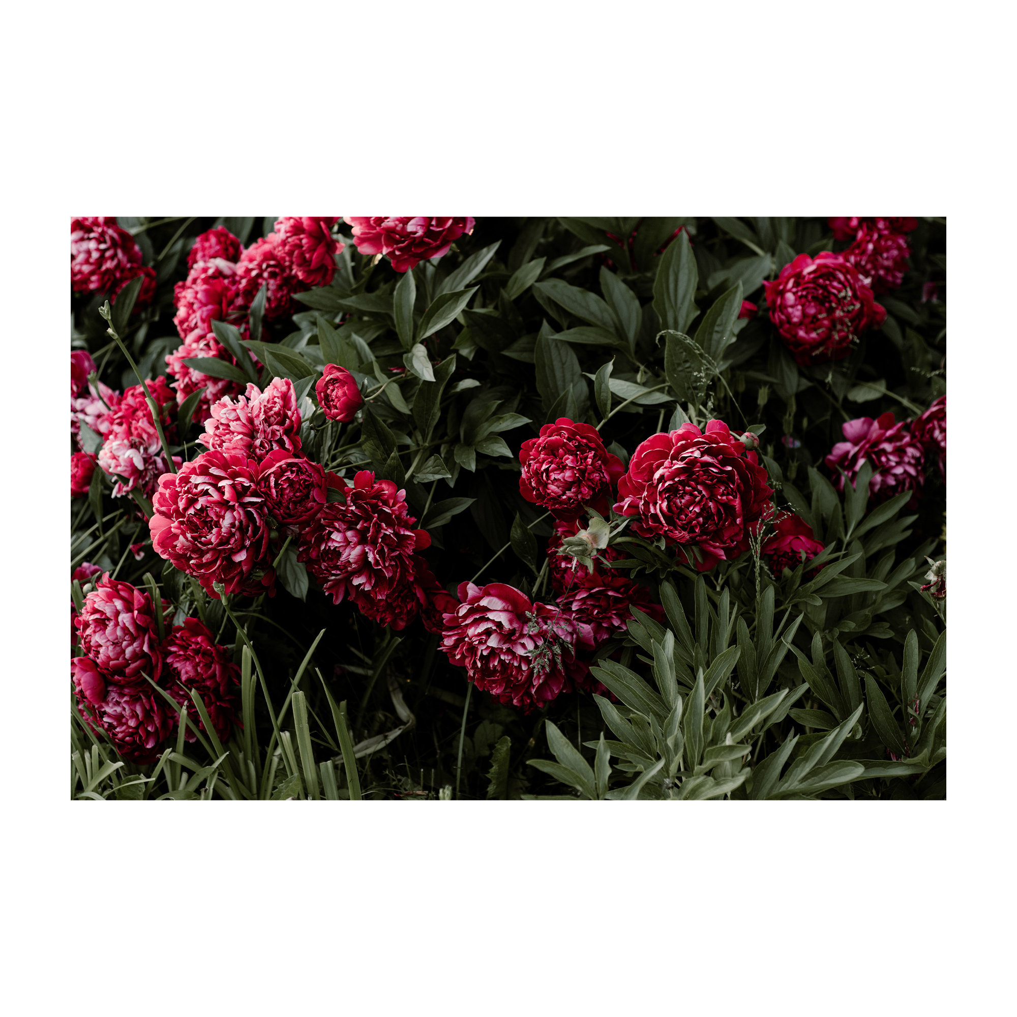 World Menagerie Vintage Floral Pattern With Pile Soft Printed Rug for ...