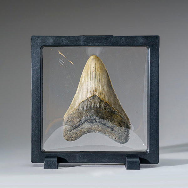 Astro Gallery of Gems Genuine Megalodon Shark Tooth In Display Box (145 ...