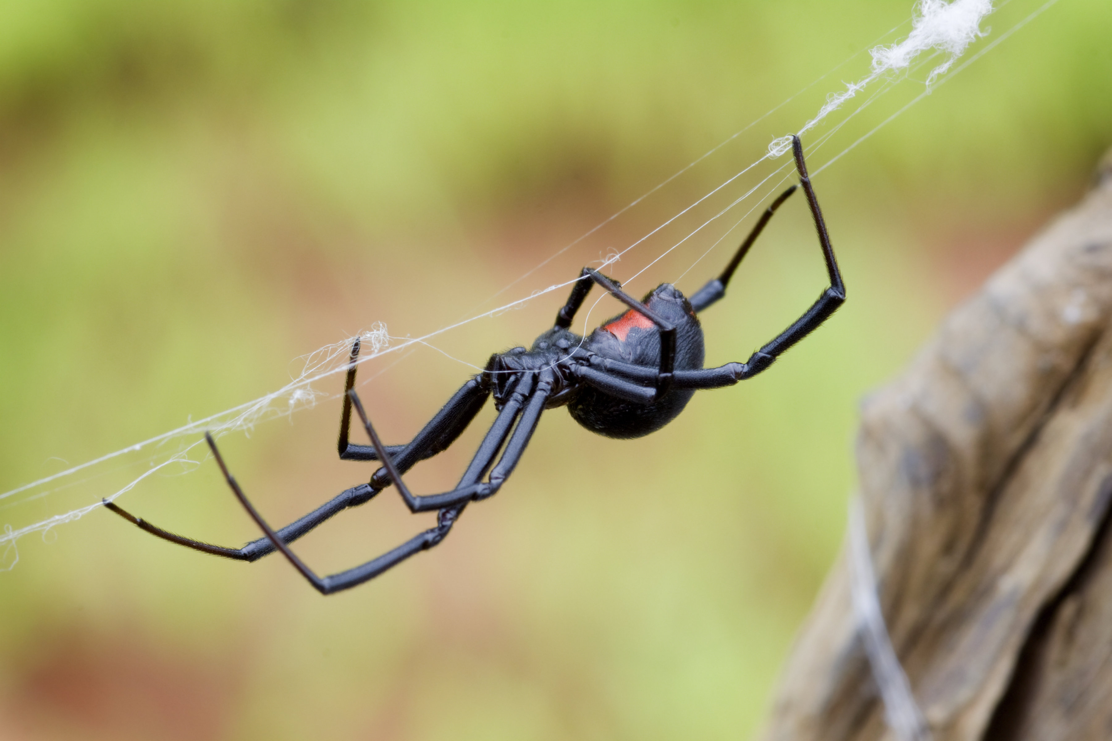 Latitude Run® Female Black Widow by Mark Kostich | Wayfair