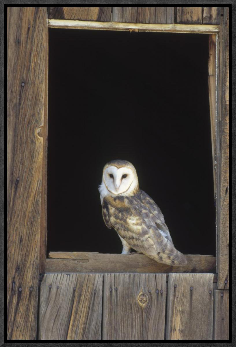 Global Gallery Barn Owl Perching on Barn Window, North America by Konrad Wothe Framed ...